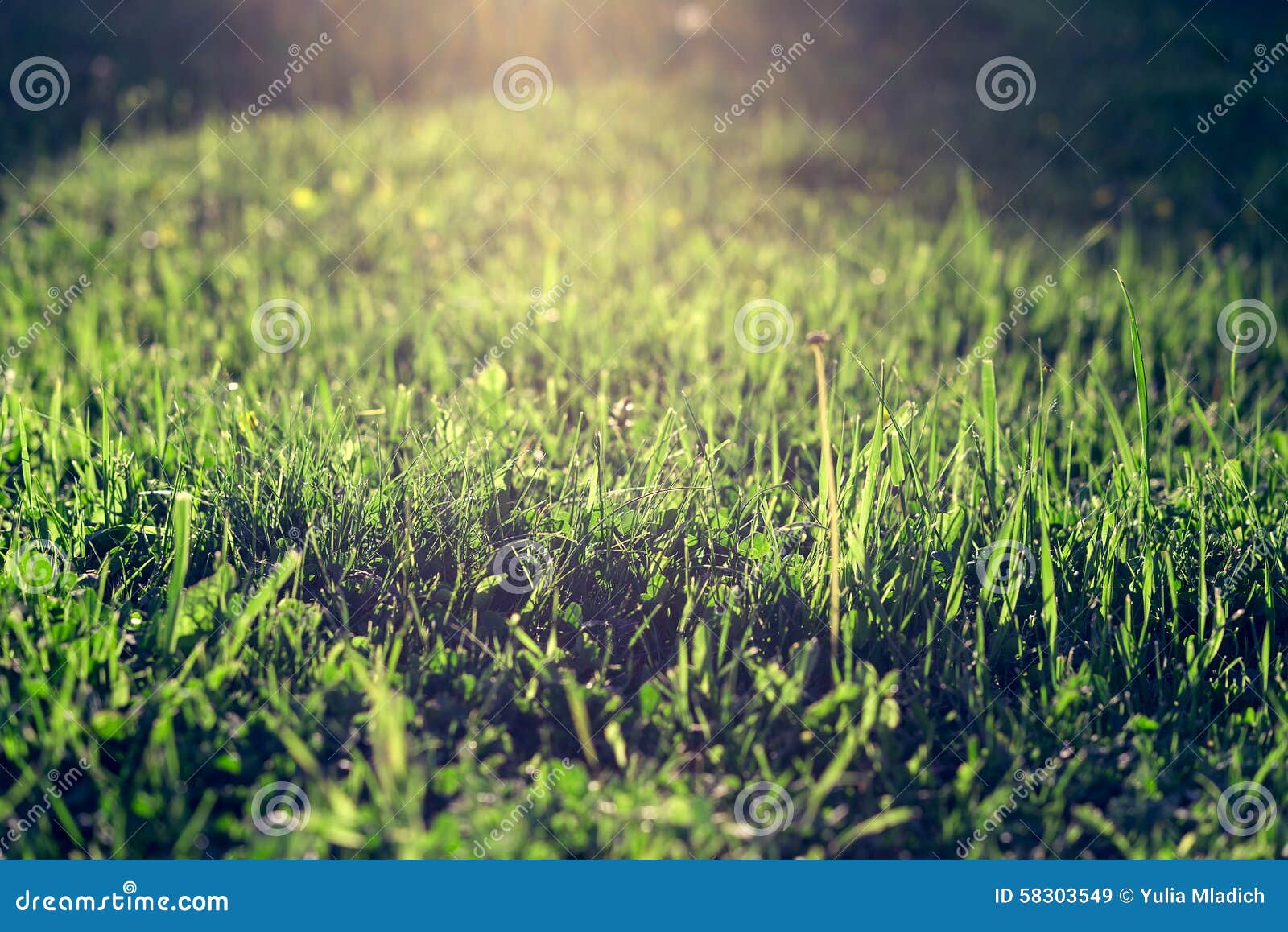 Lawn with Sundown Backlight Stock Image - Image of summer, shiny: 58303549