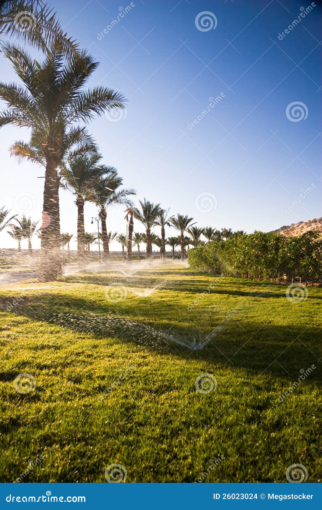 Lawn at sunshine stock photo. Image of grass, hasheesh - 26023024