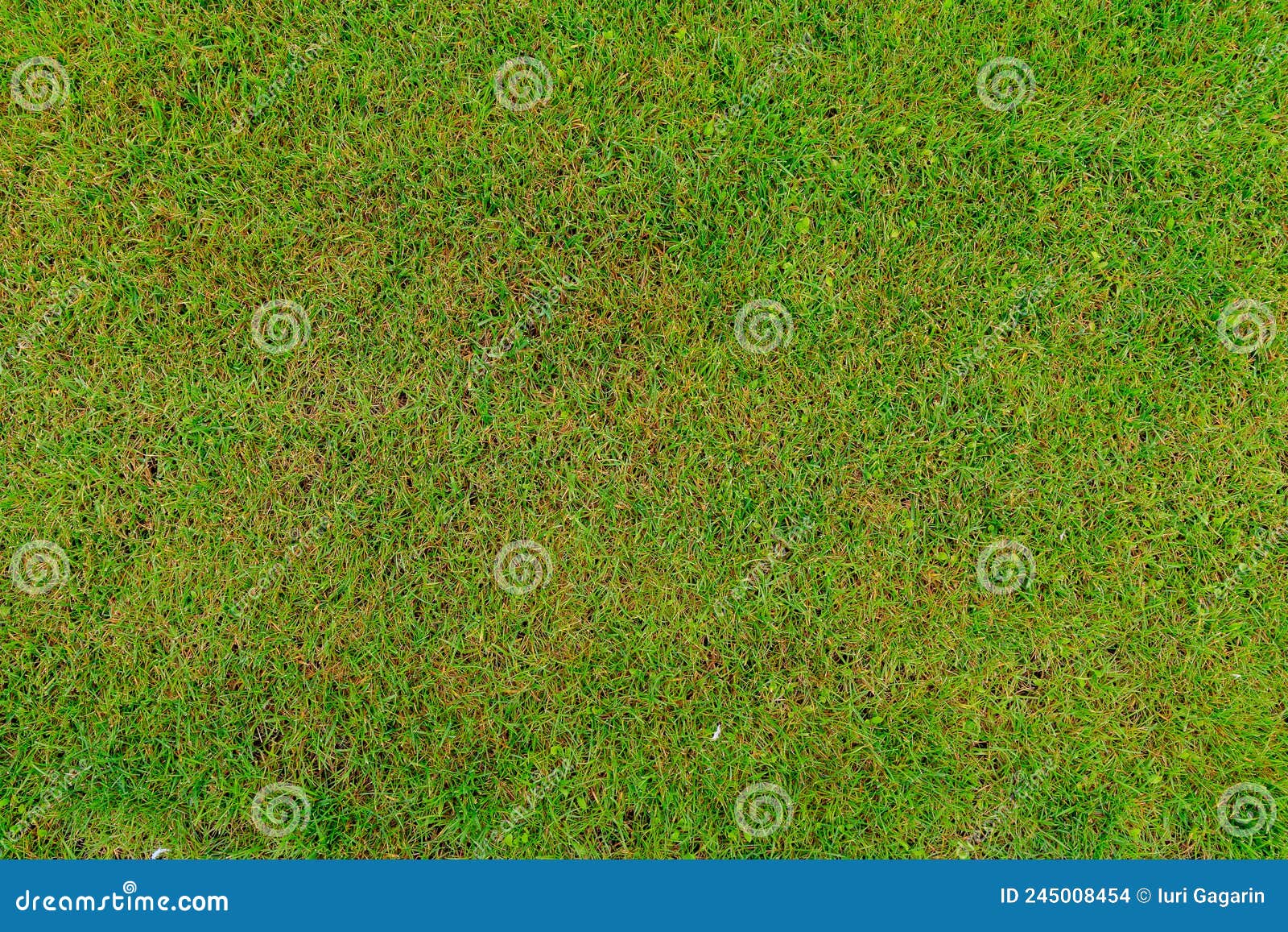 Lawn Surface with Green Grass. Background or Backdrop for Design Stock ...