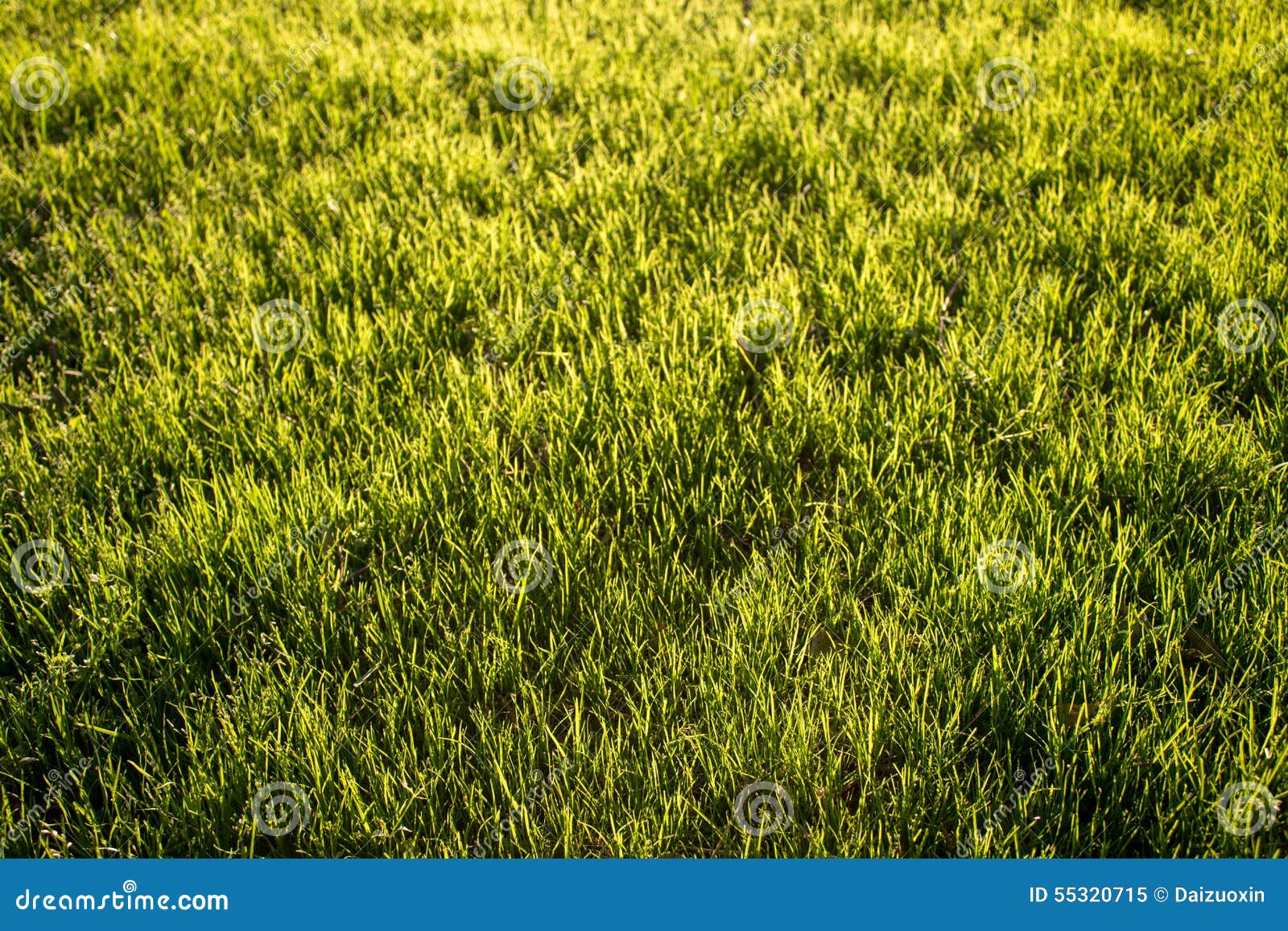 Lawn Texture stock image. Image of lush, freshness, backdrop - 55320715