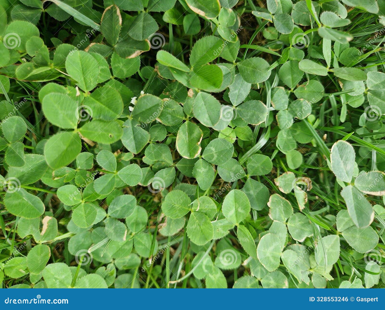 Lawn of three leaf clover stock photo. Image of clover - 328553246