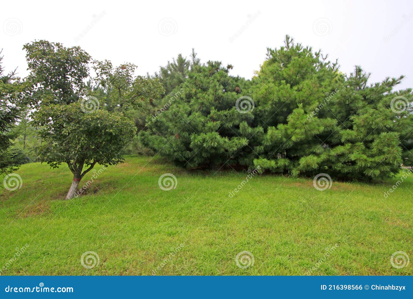Lawn and trees stock photo. Image of grass, trees, lawn - 216398566