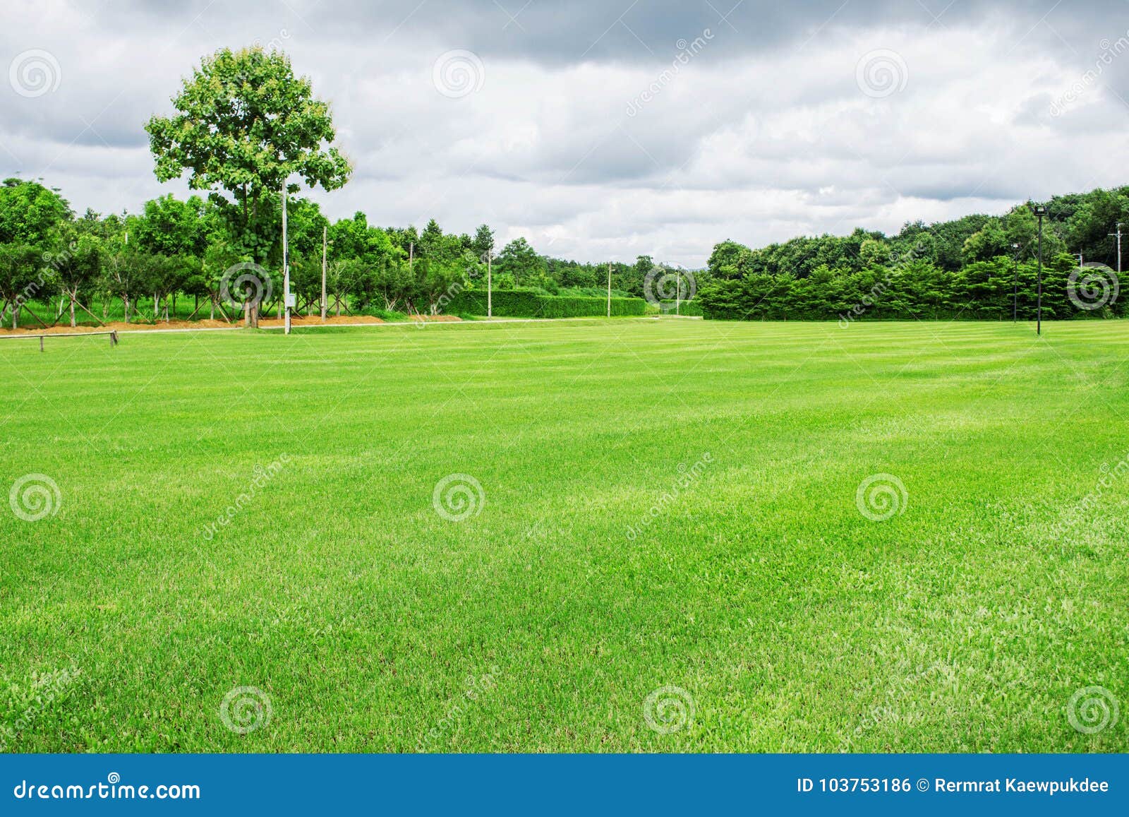 Lawn and trees with sky. stock photo. Image of lawn - 103753186