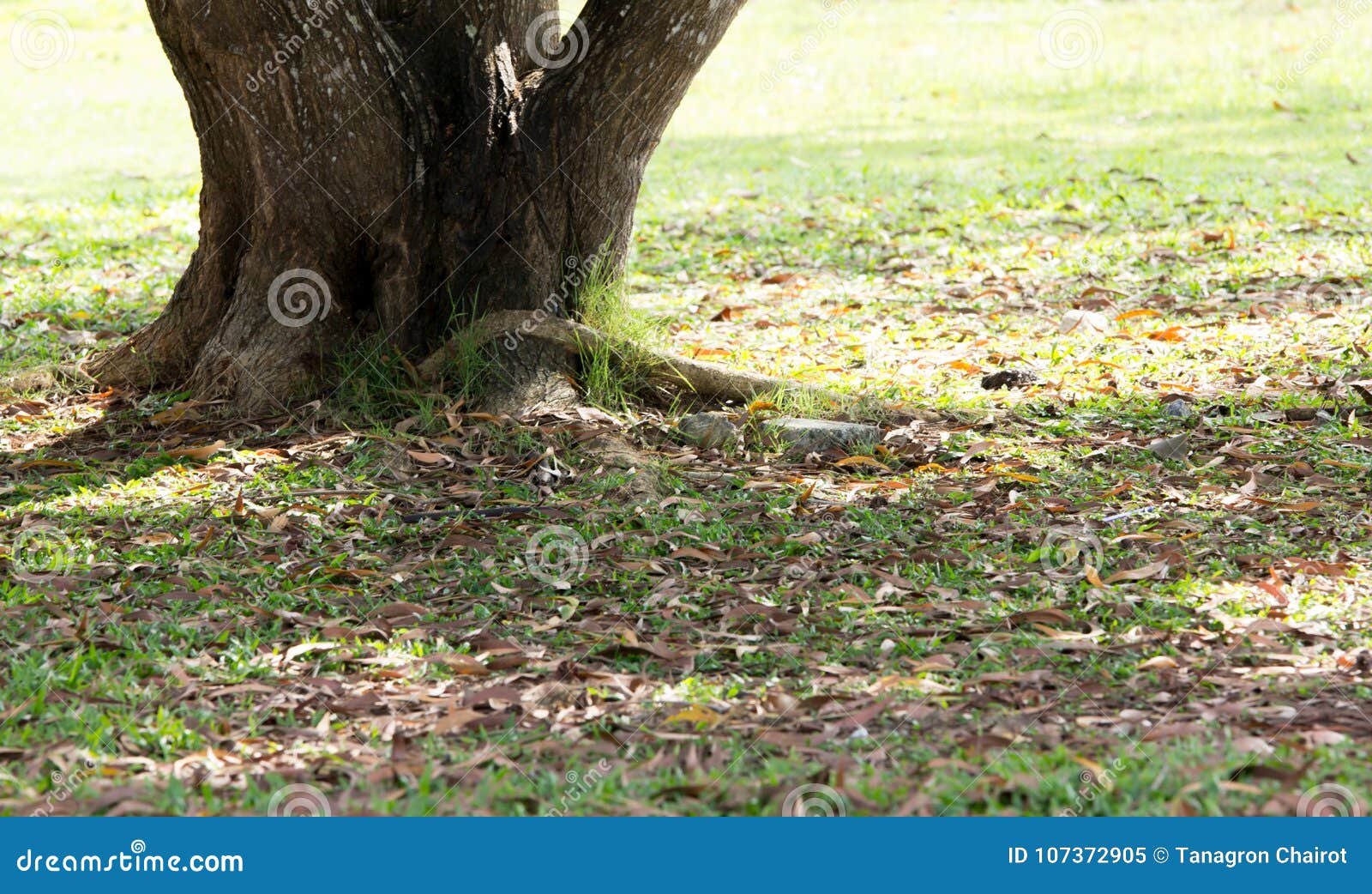 Lawn and trees stock image. Image of grass, foliage - 107372905