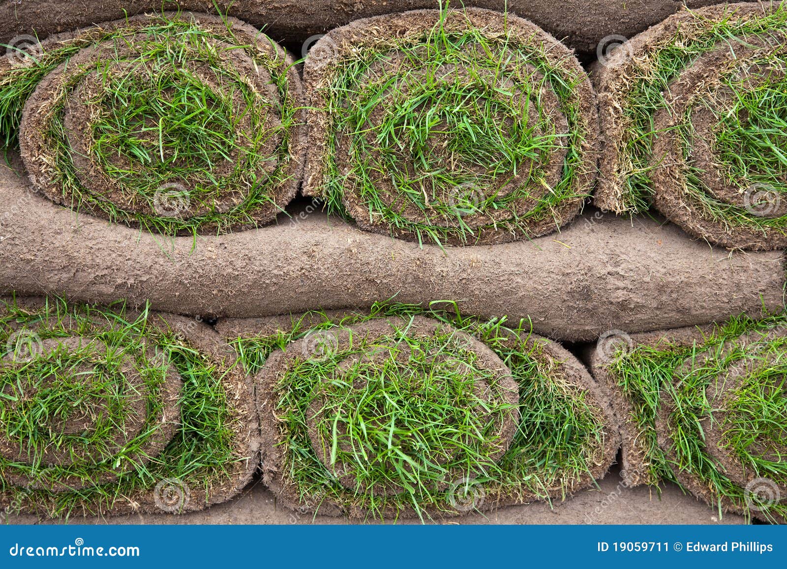 Lawn Turf stock image. Image of soil, rolled, detail - 19059711