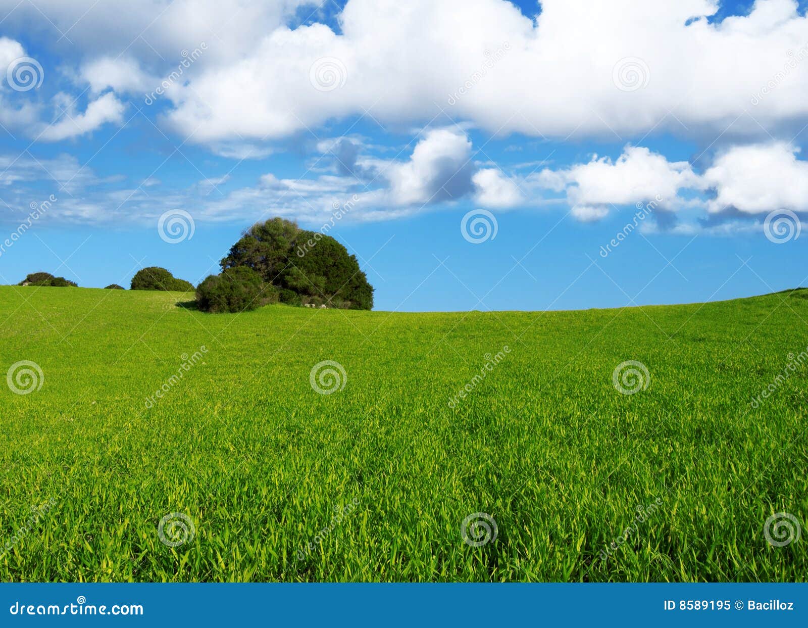 Lawn under blue sky stock image. Image of nature, paradise - 8589195