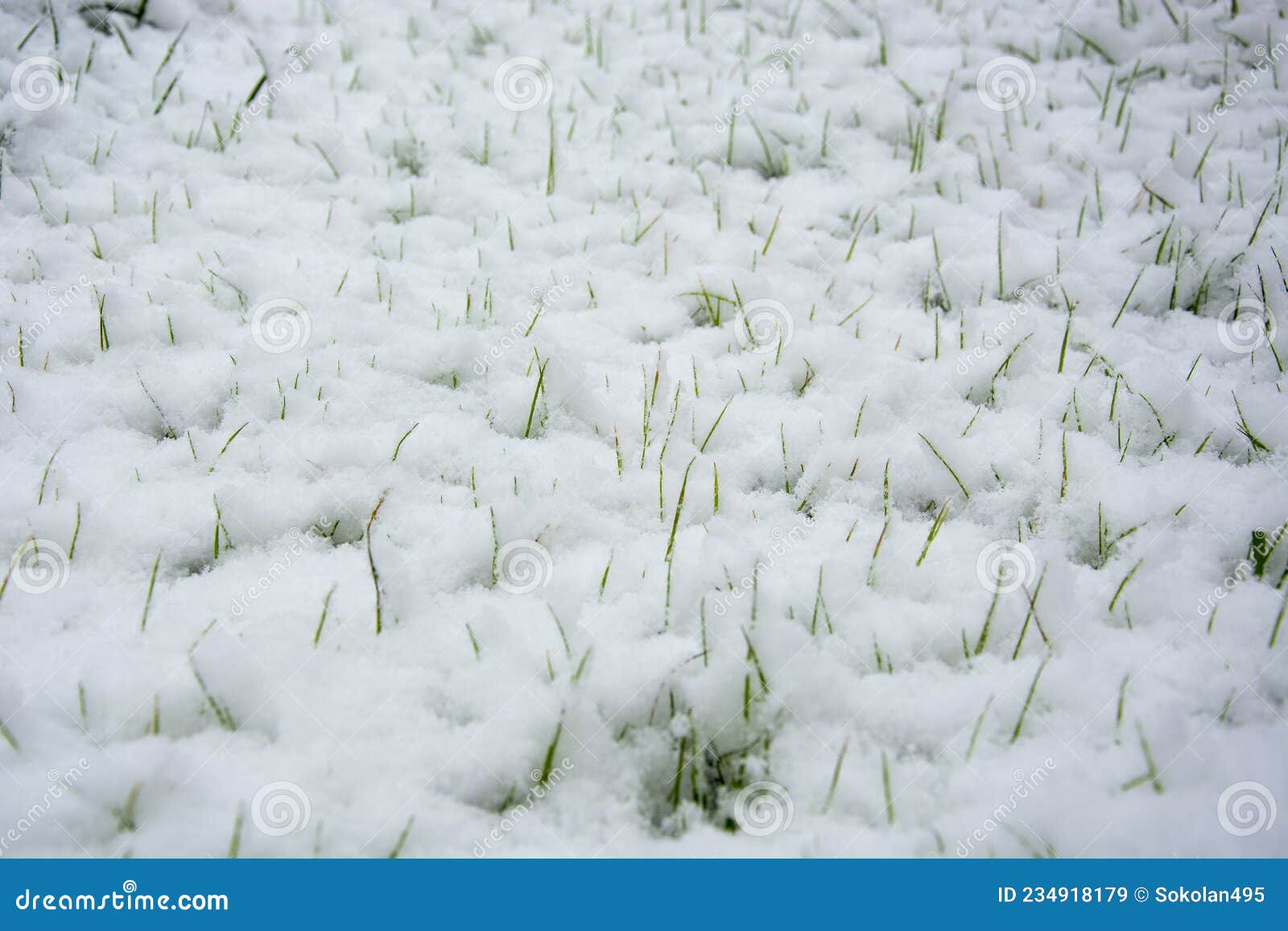 Lawn Under the Snow. Fresh Snow Fell on the Lawn with Grass Stock Image ...