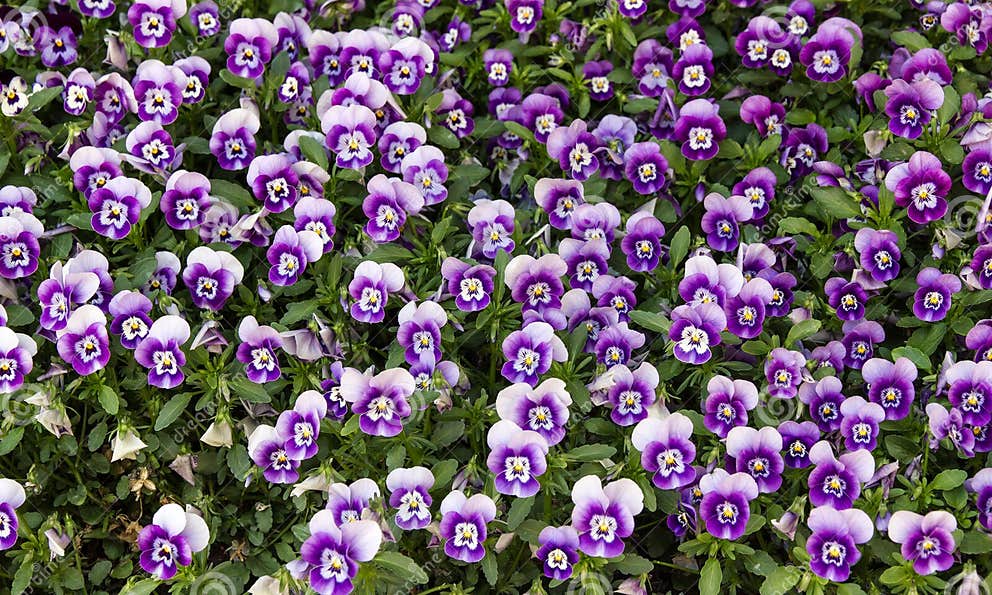 Lawn of violets stock image. Image of grass, magnification - 31217385