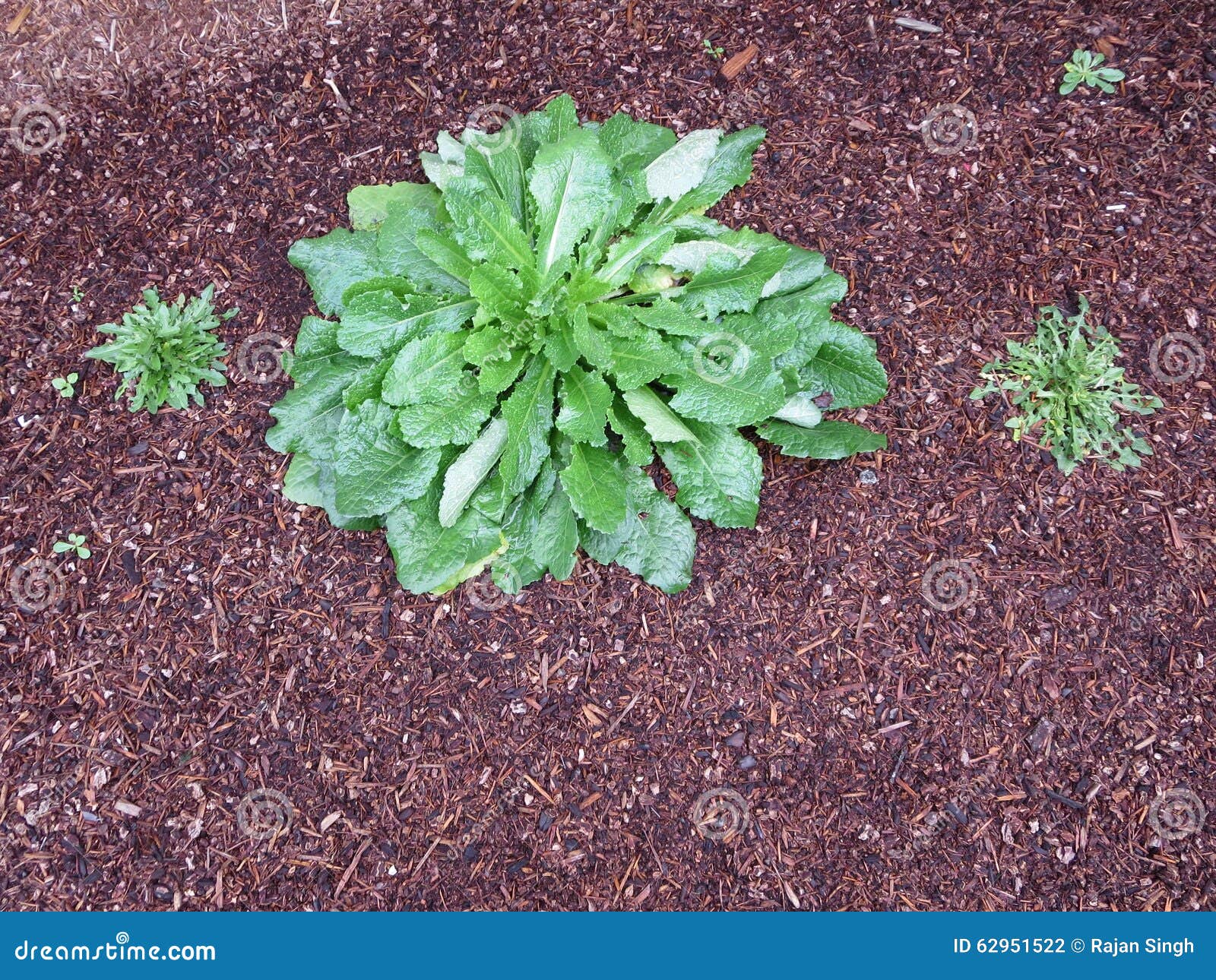 Lawn weed stock photo. Image of waste, dandelion, garden - 62951522