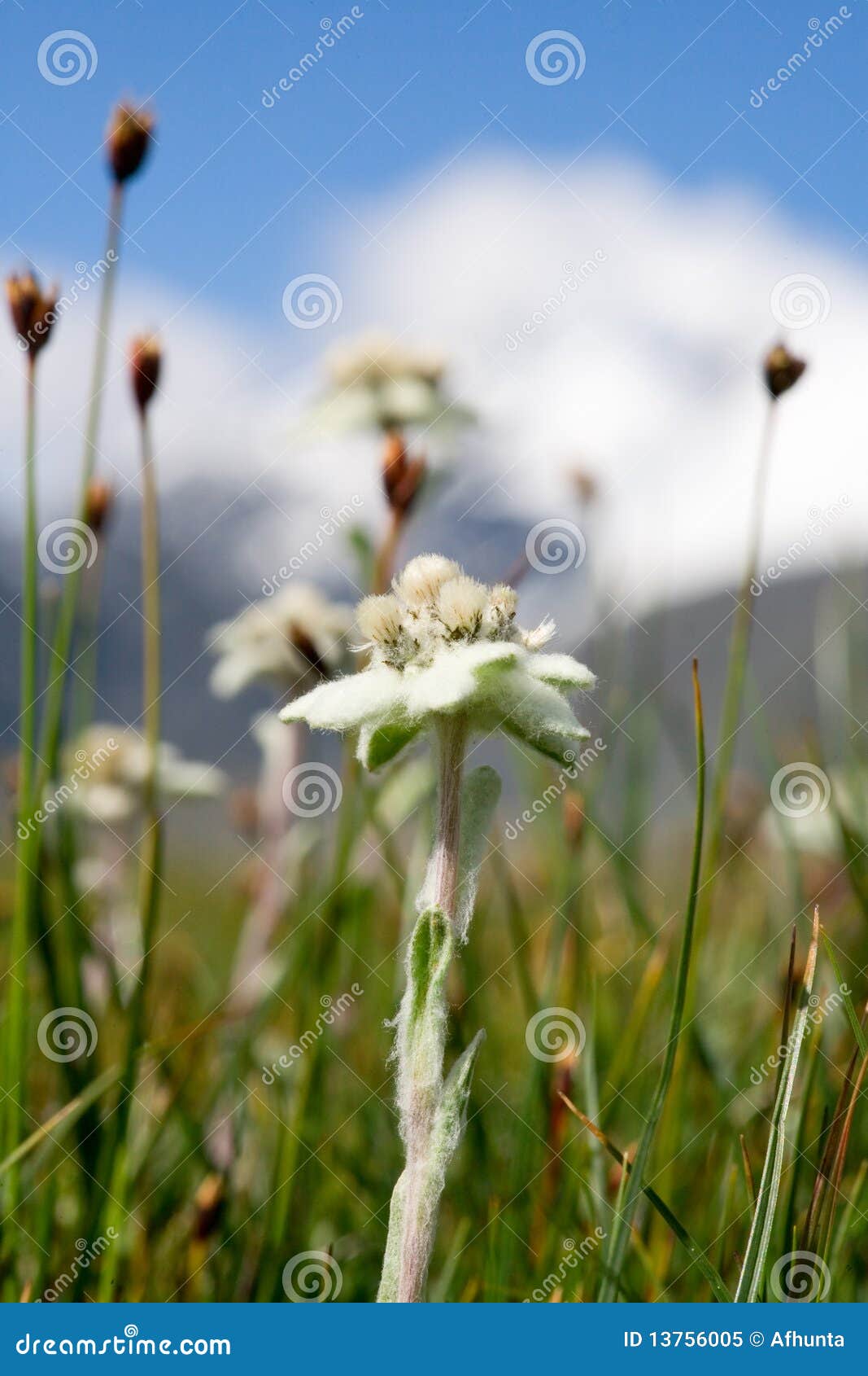Lawn Which are Growing Edelweiss Stock Image - Image of botanic, alpine ...