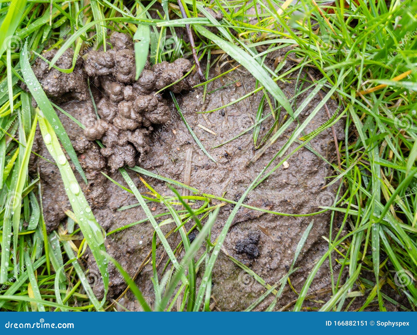 Bare Lawn with Soil and Worm Casts Stock Image - Image of recycling ...