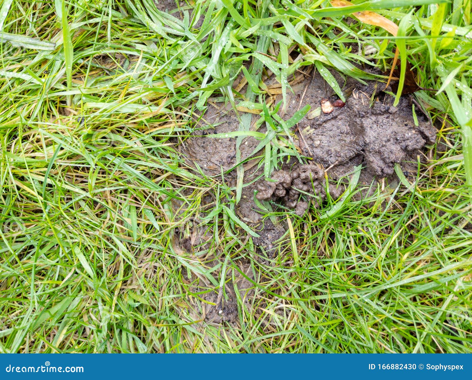 Bare Lawn with Soil and Worm Casts Stock Photo - Image of unkempt, rain ...