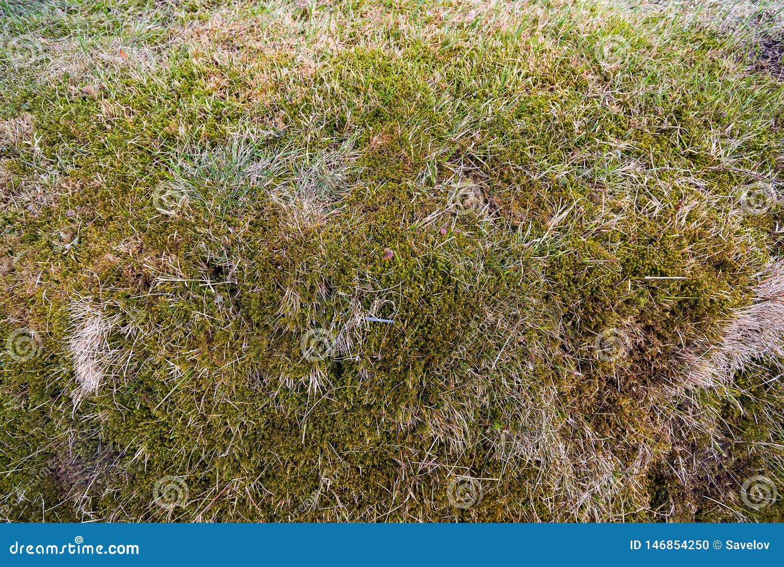 Lawn with Young Grass Grows through the Old Stock Photo - Image of ...