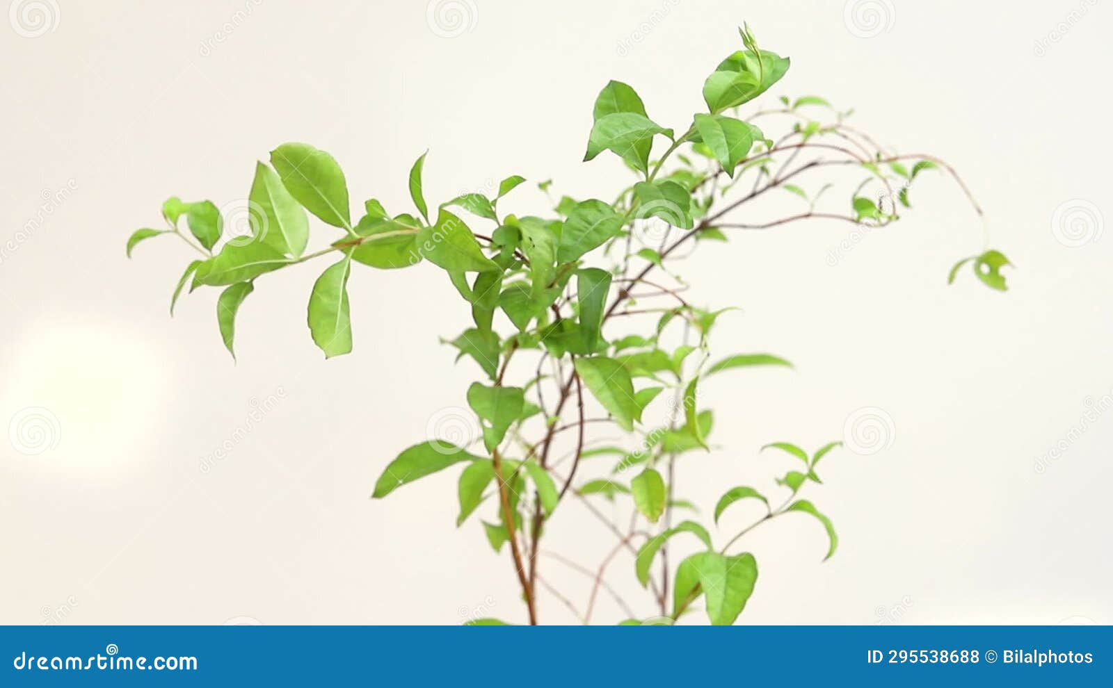 Lawsonia Inermis Henna Tree Branch Closeup Stock Footage - Video of ...