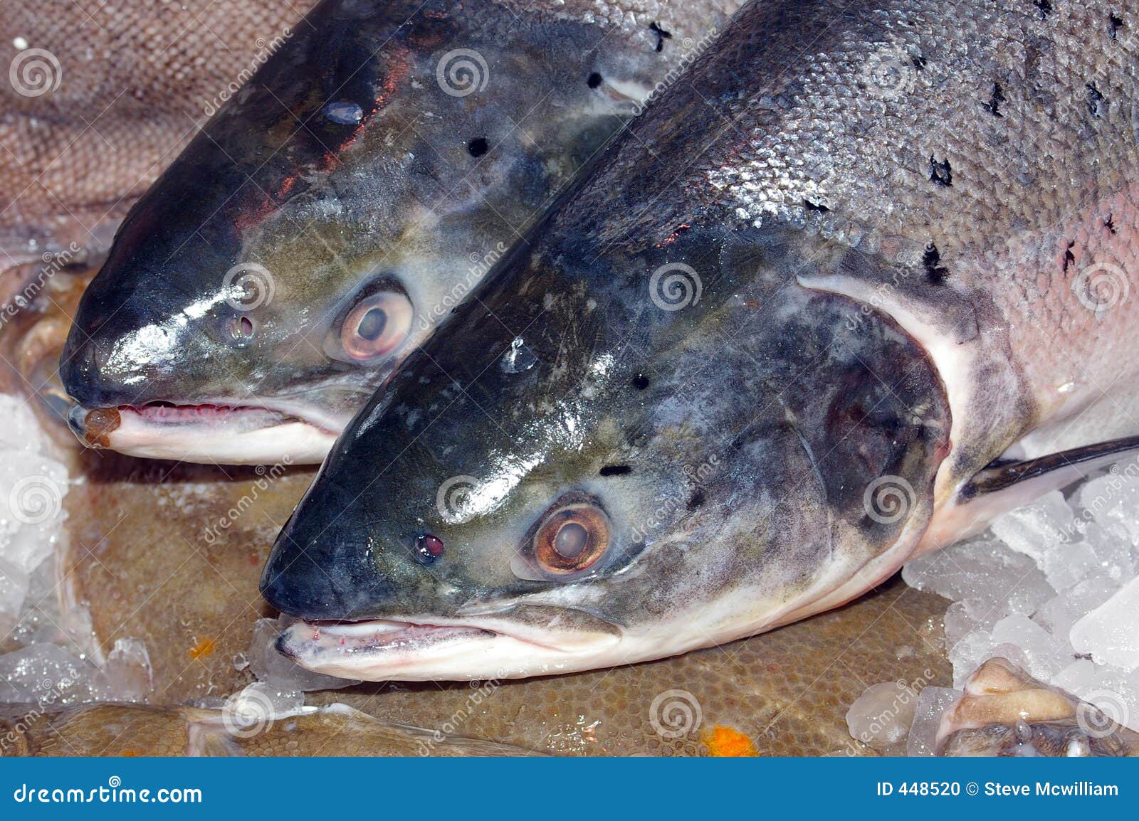 Lax 01 arkivfoto. Bild av död, öga, blankt, tänder, slarv - 448520