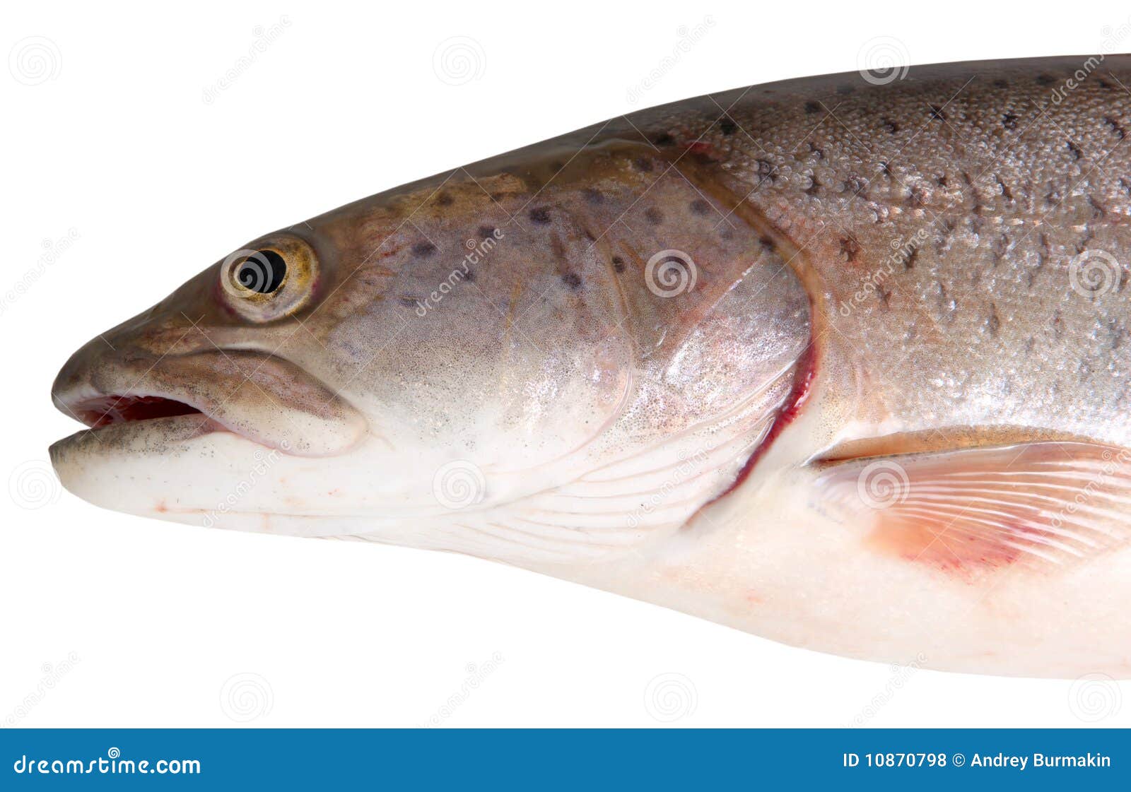 Lax arkivfoto. Bild av kött, huvud, bild, isolerat, färg - 10870798