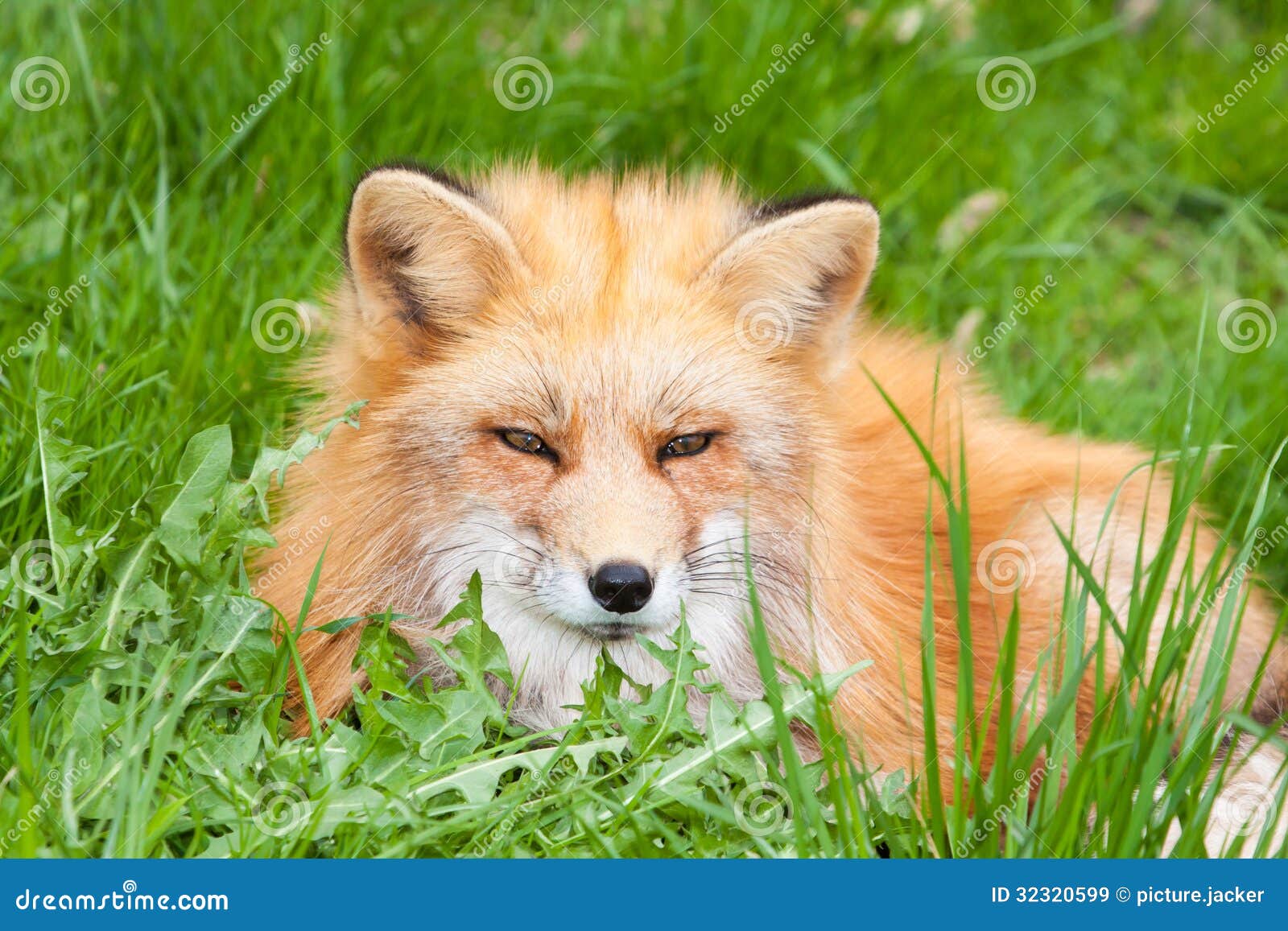 Lay down fox stock image. Image of cunning, green, scary - 32320599
