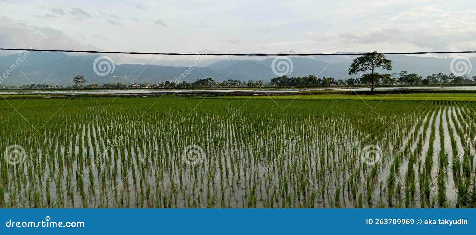 Lay Rice Fields Planted with Rice Stock Image - Image of grassland ...