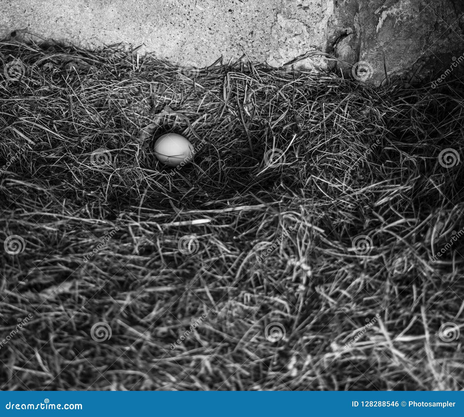 Layed egg by a chicken stock photo. Image of nest, food - 128288546