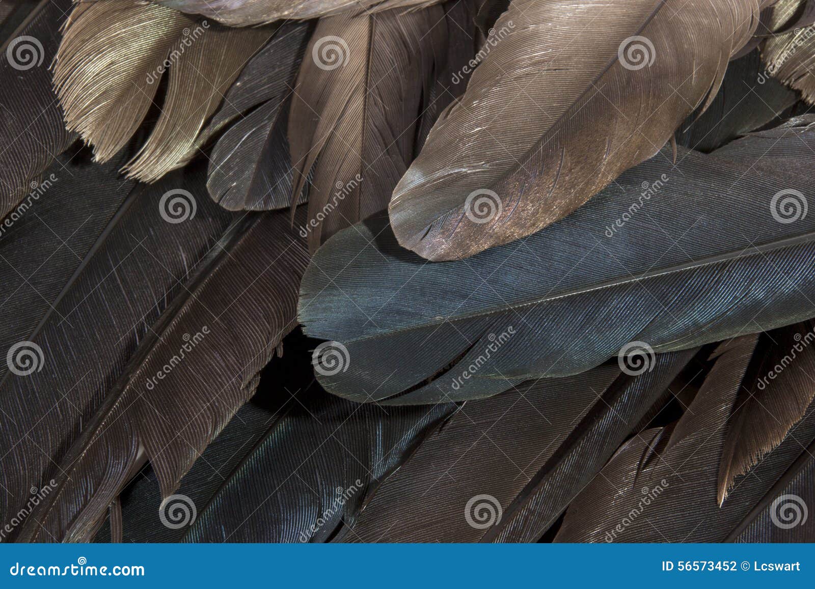 Layer of Birds Feathers Showing Various Colors Stock Photo - Image of ...