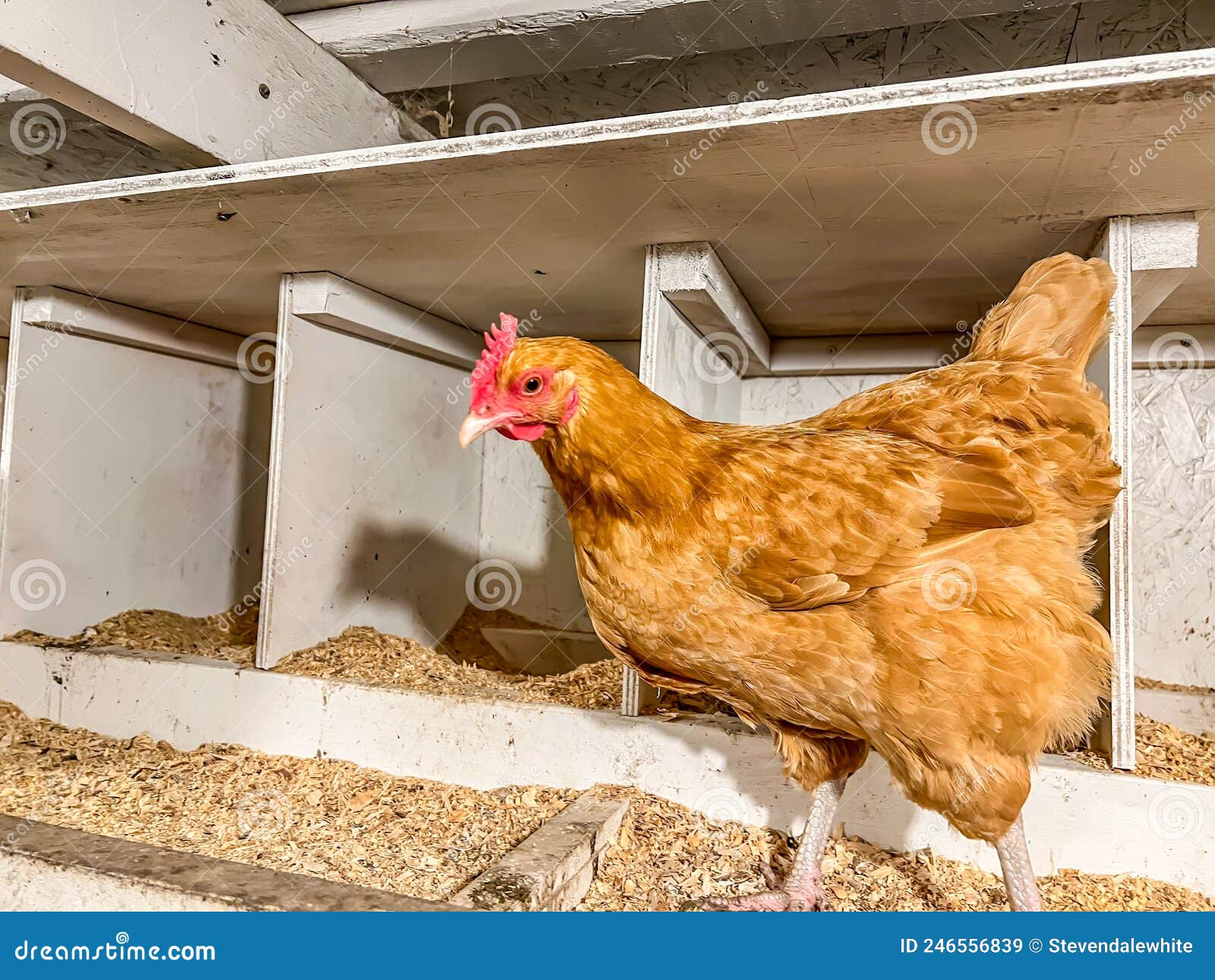 Layer Chicken in a Cage Free Coop for Laying Eggs. Stock Image - Image ...