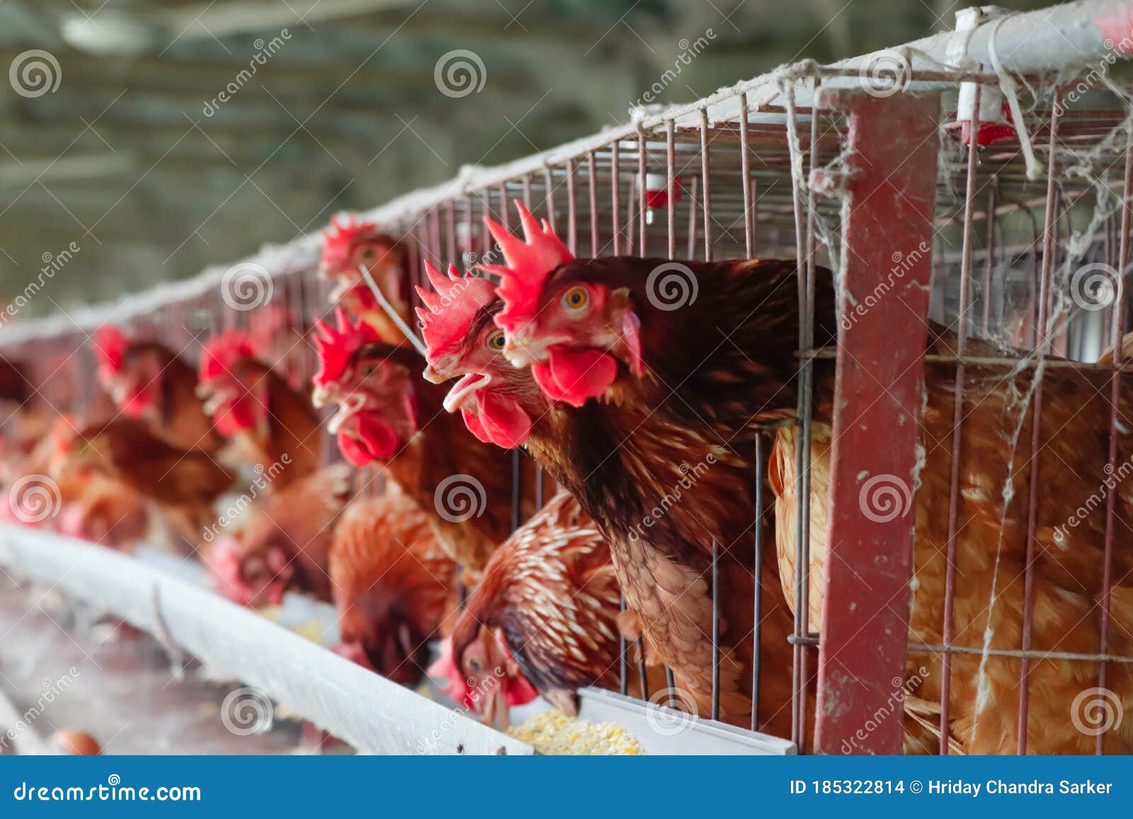 Layer chicken on farm stock photo. Image of poultry - 185322814