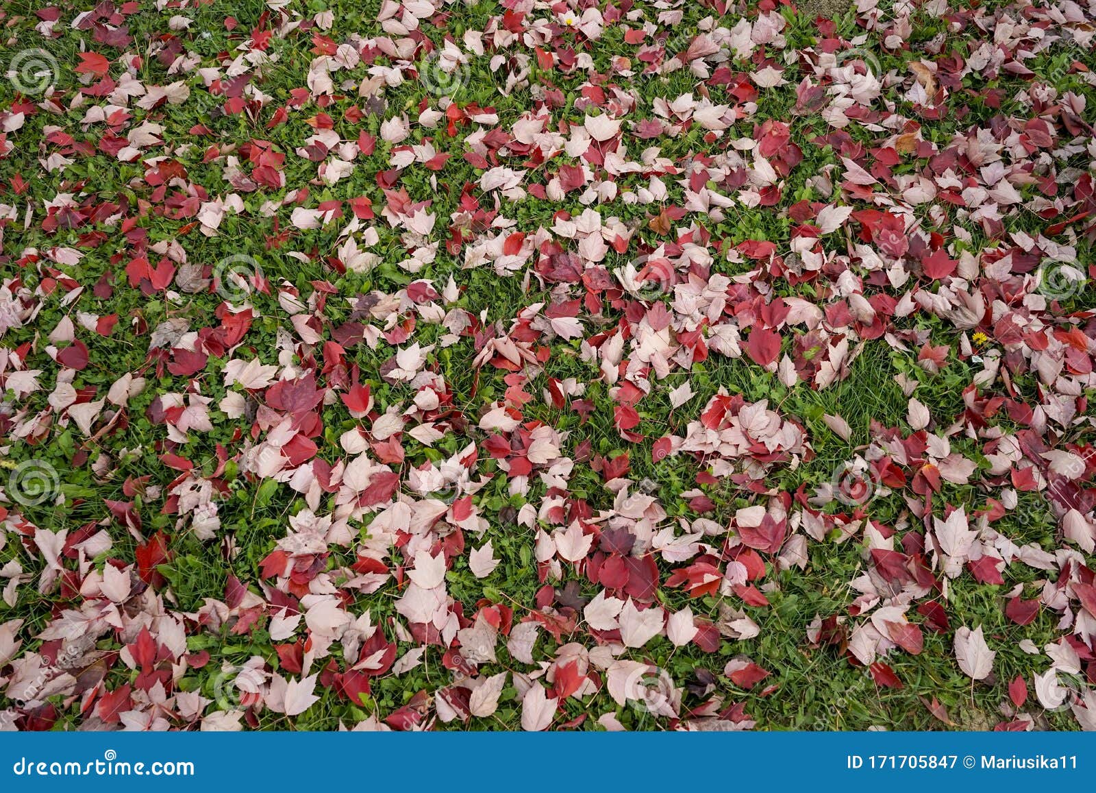 Layer of Dead Red Maple Tree Leaves on Green Grass Stock Image - Image ...