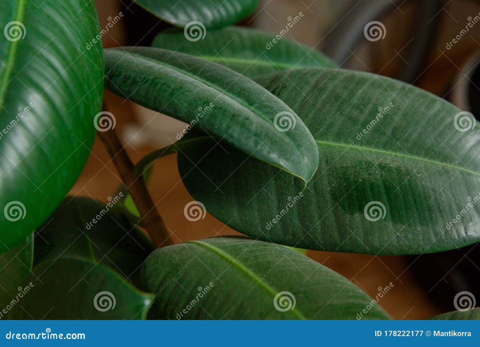 Layer of Dust and Dirt on a Leaf of a Plant Stock Image - Image of ...