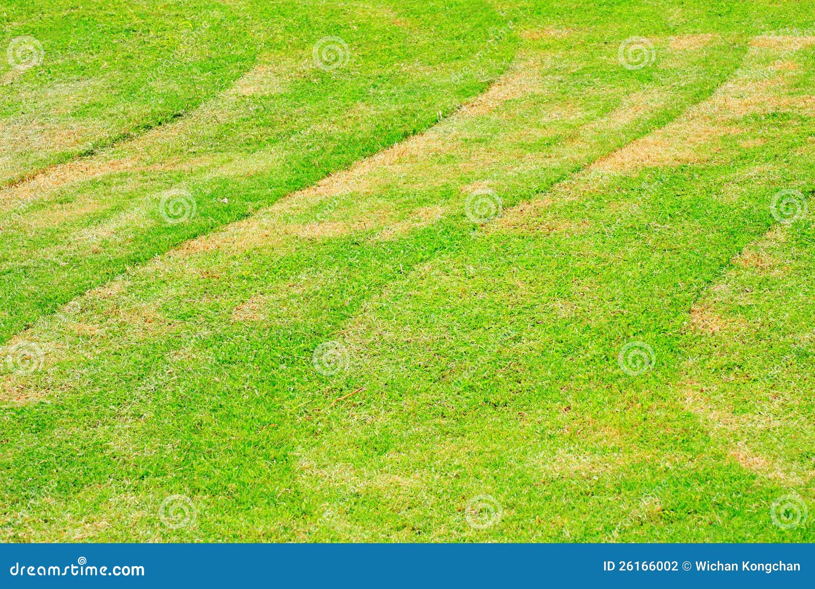 Layer of green grass stock photo. Image of yard, layer - 26166002