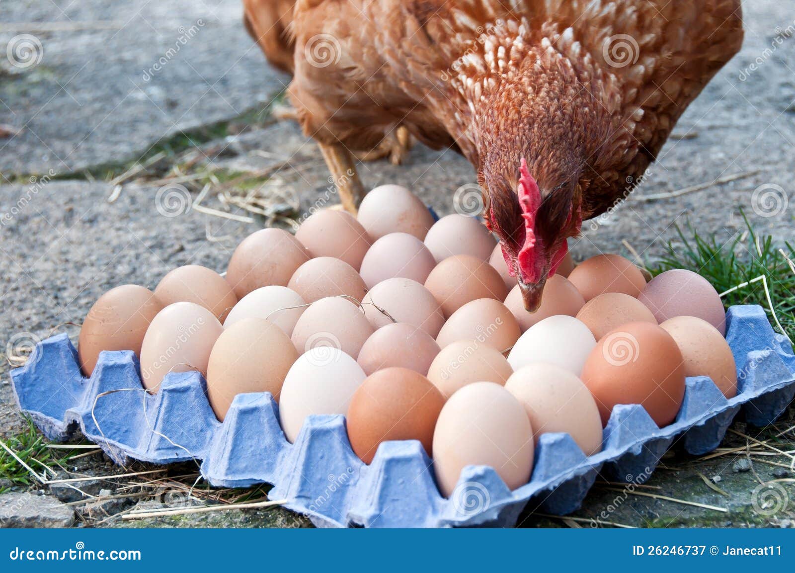 Layer Hen with eggs stock image. Image of tray, pack - 26246737