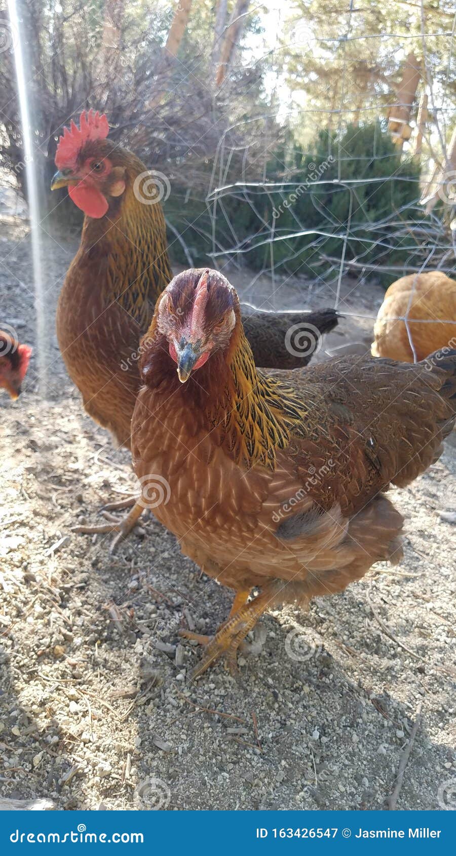 Layer Hen Looking for Snacks Stock Image - Image of looking, layer ...