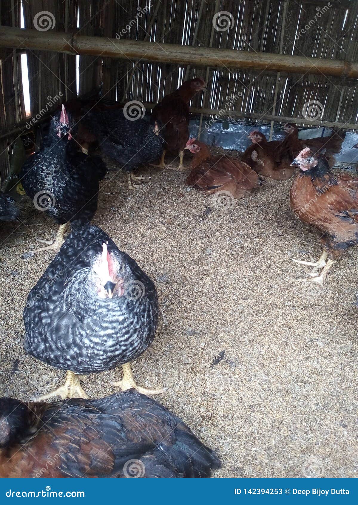 Layer hen stock image. Image of layer, 40days, vonraja - 142394253
