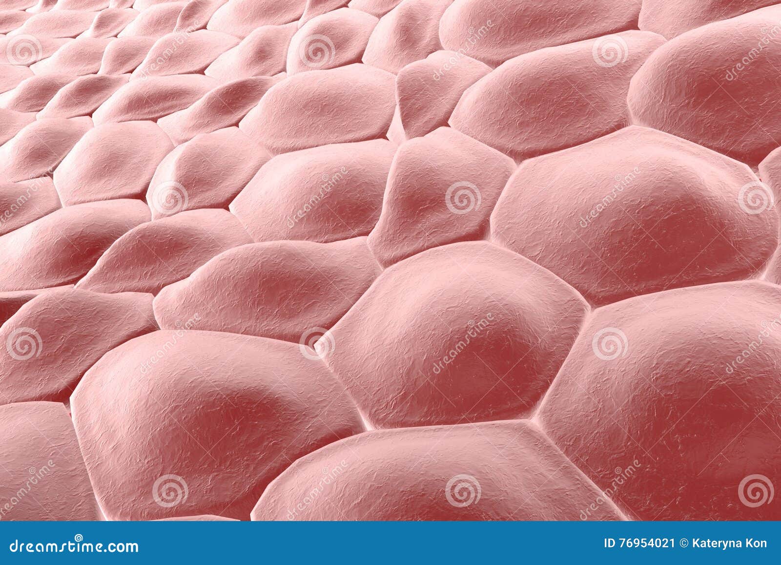 Cell Epidermis Layers Epidermis Structure Human Stock