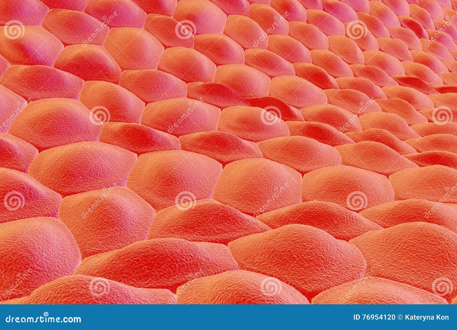Layer Of Cells, Light Micrograph And Illustration | CartoonDealer.com ...