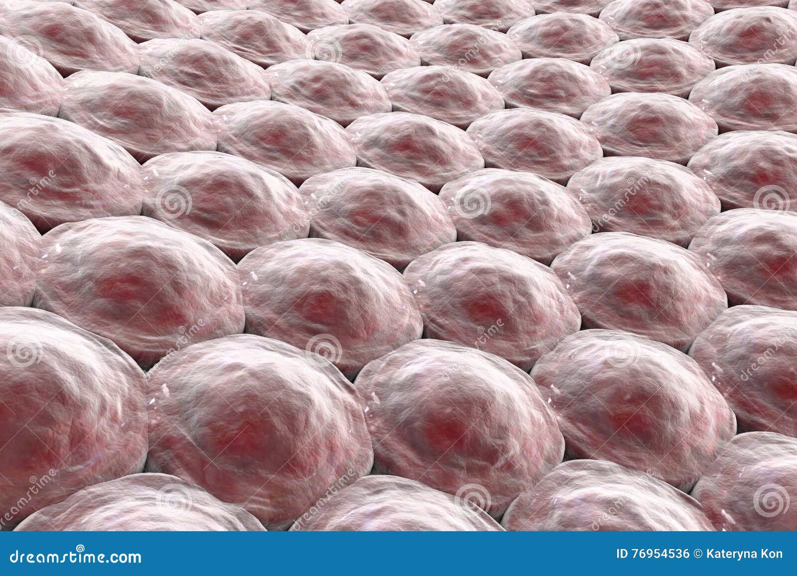 Layer of human cells stock illustration. Illustration of human - 76954536
