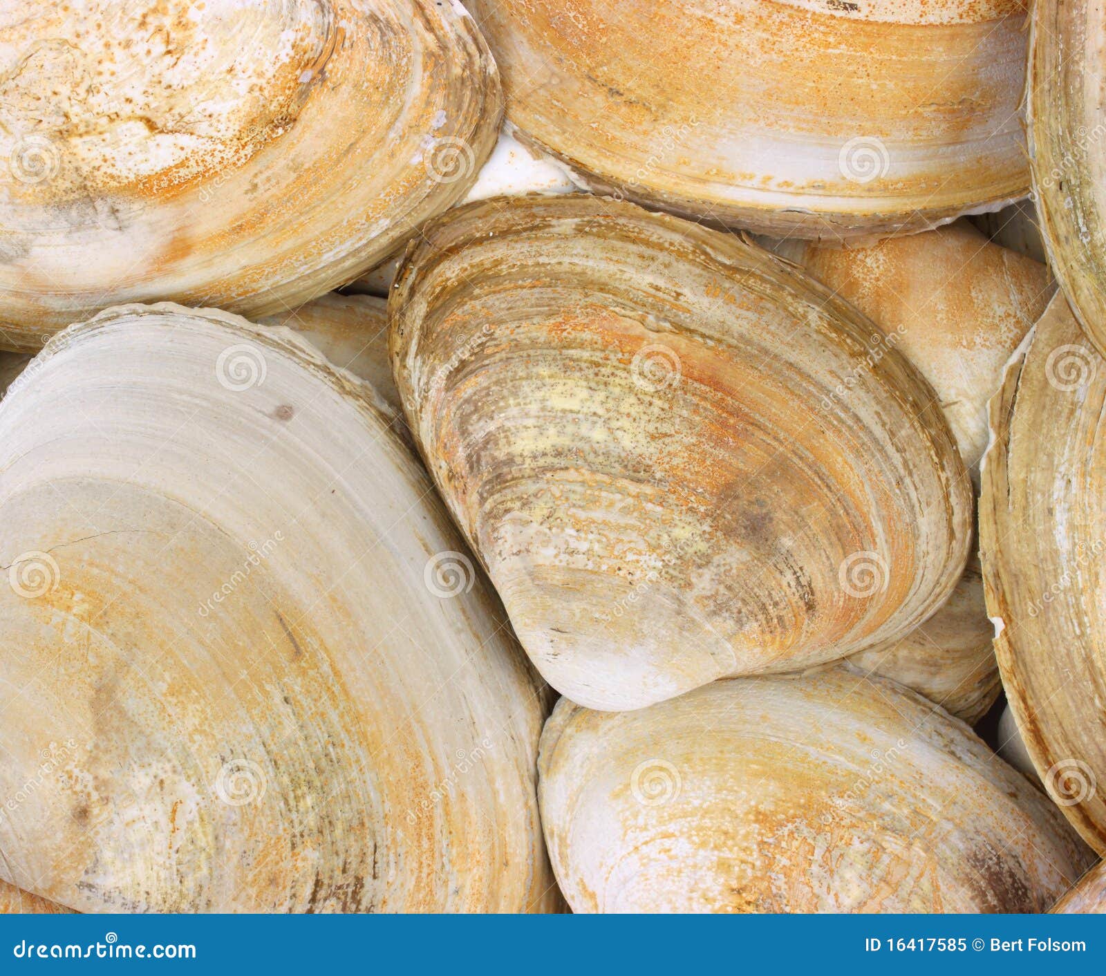 Layer of large shells stock image. Image of layer, colorful - 16417585