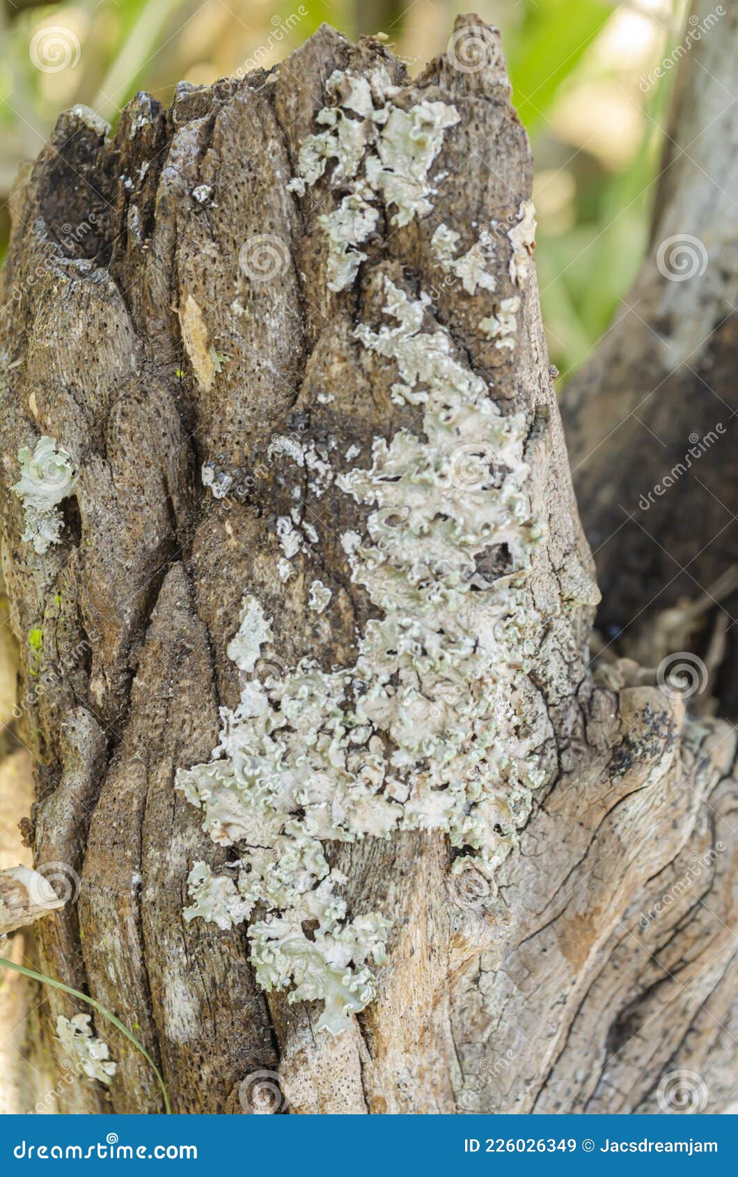 Lichen Growing on Dead Rotting Tree Stump Stock Image - Image of fungi ...
