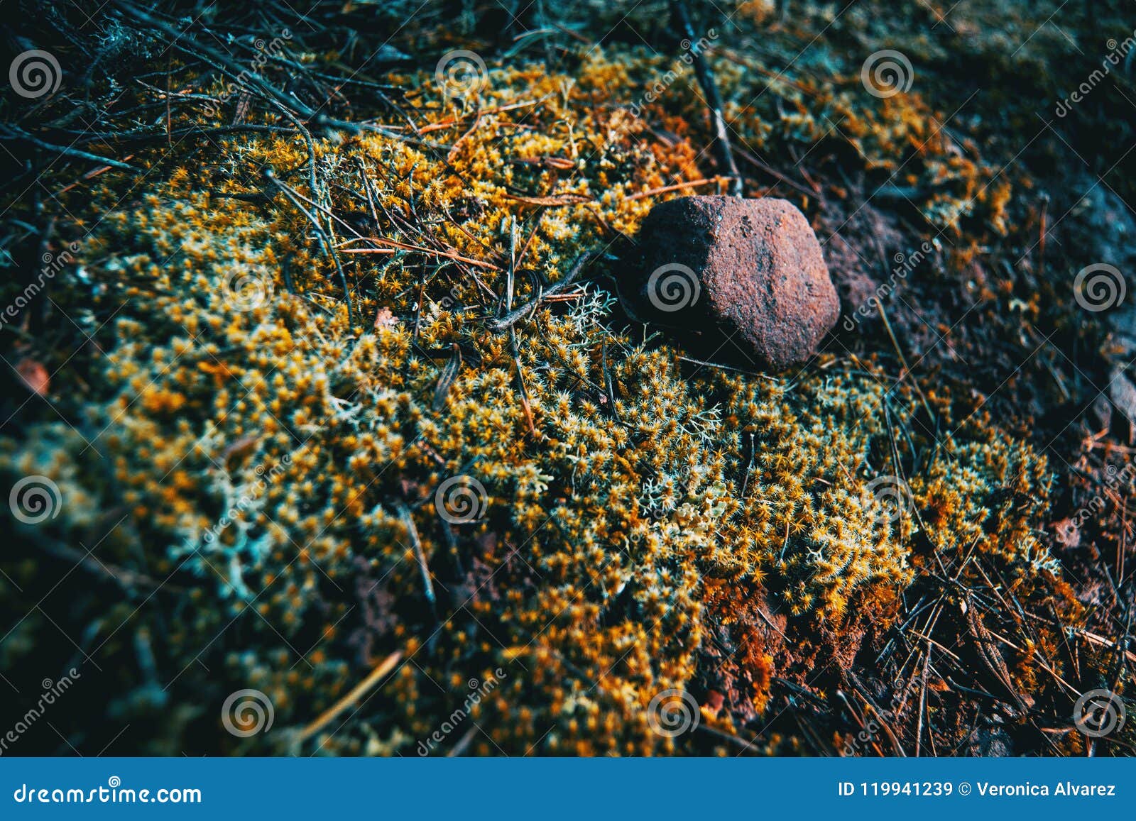 Layer of Moss in the Dream of the Mountain Illuminated by the Sun Stock ...