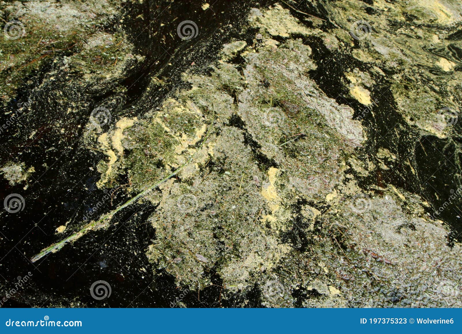 The Layer of Pollen Floating on the Water Stock Image - Image of ...