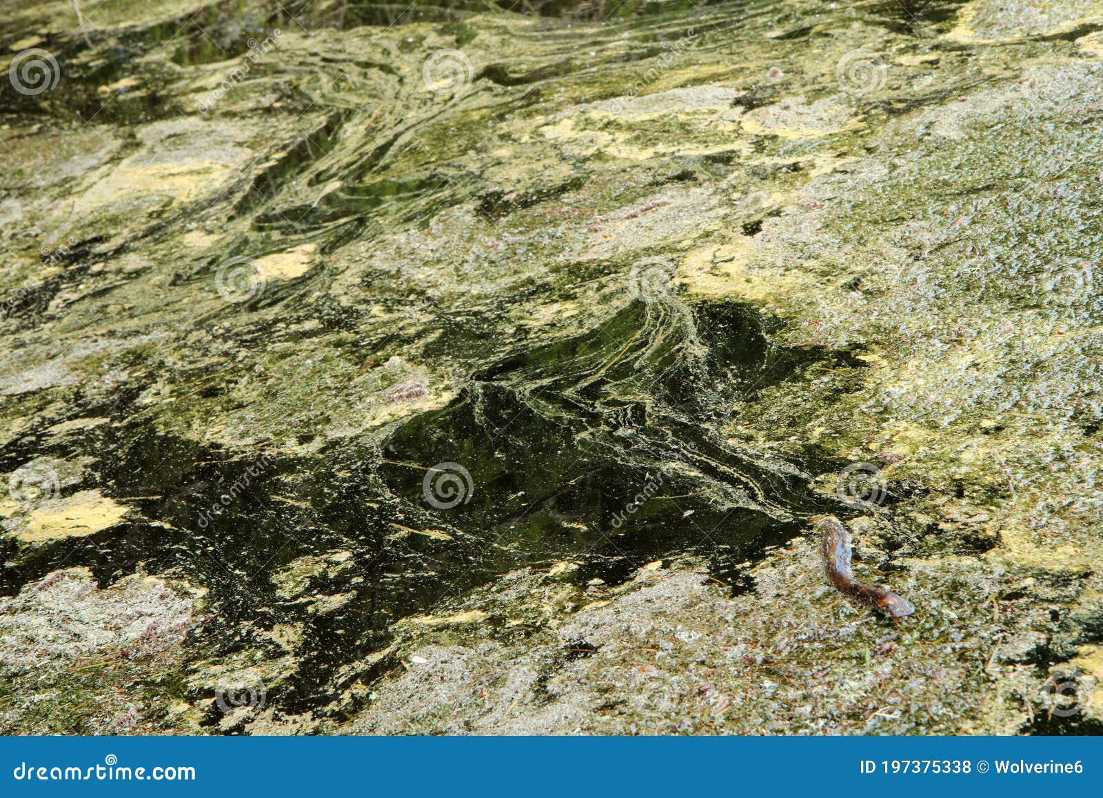 The Layer of Pollen Floating on the Water Stock Photo - Image of film ...