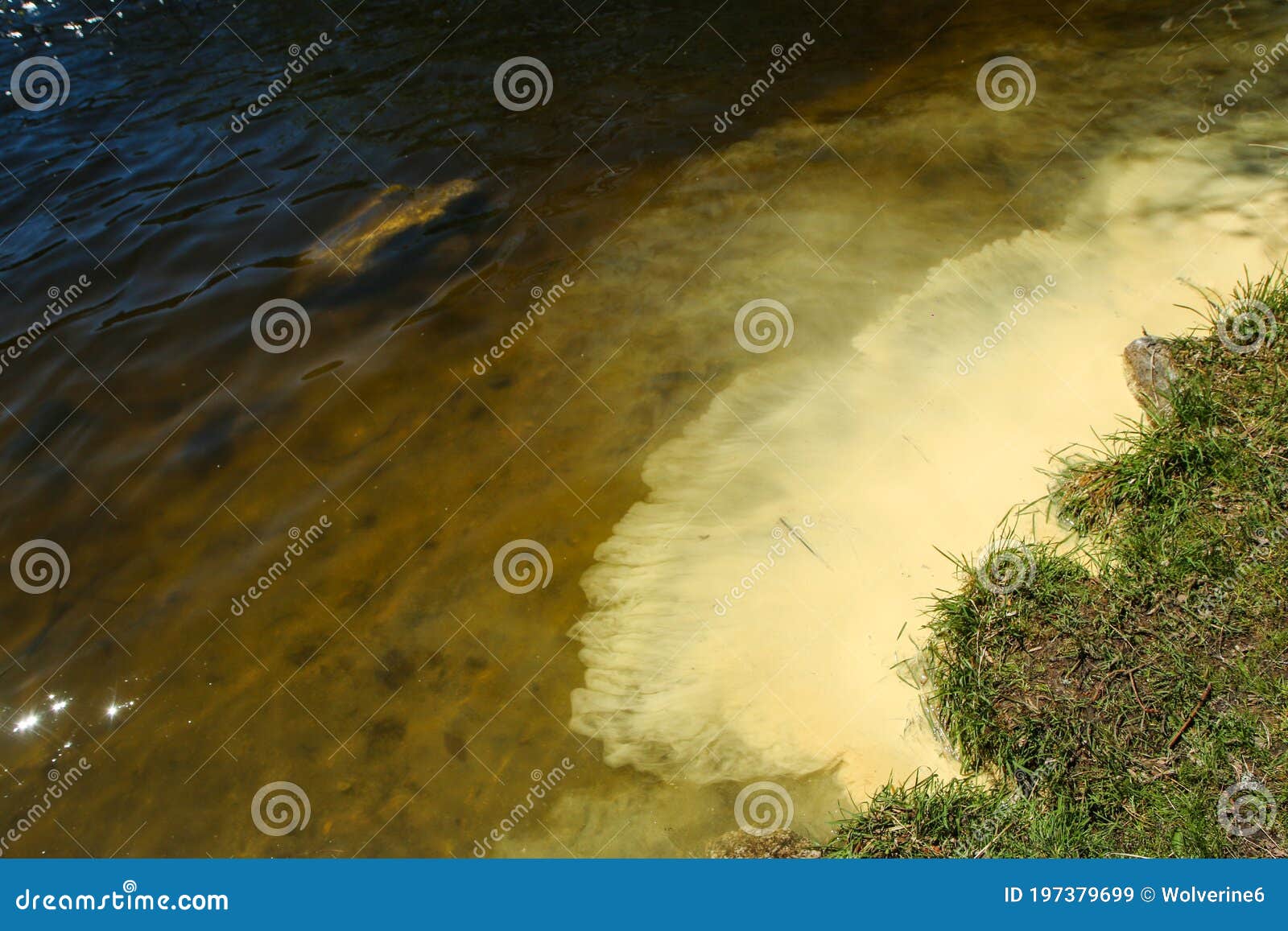 The Layer of Pollen Floating on the Water Stock Image - Image of ...