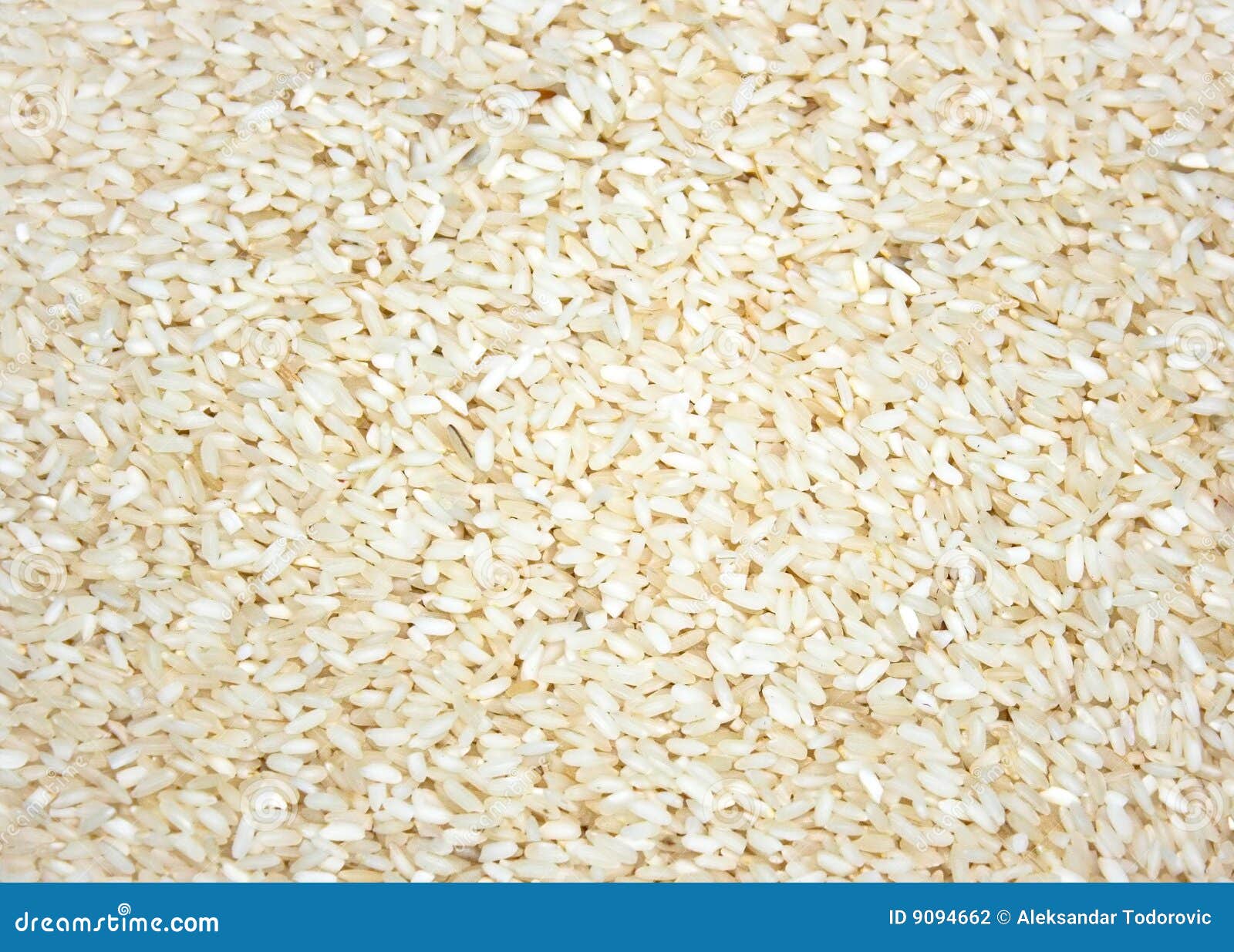A Layer of Rice Crop As a Background or Texture Stock Photo - Image of ...
