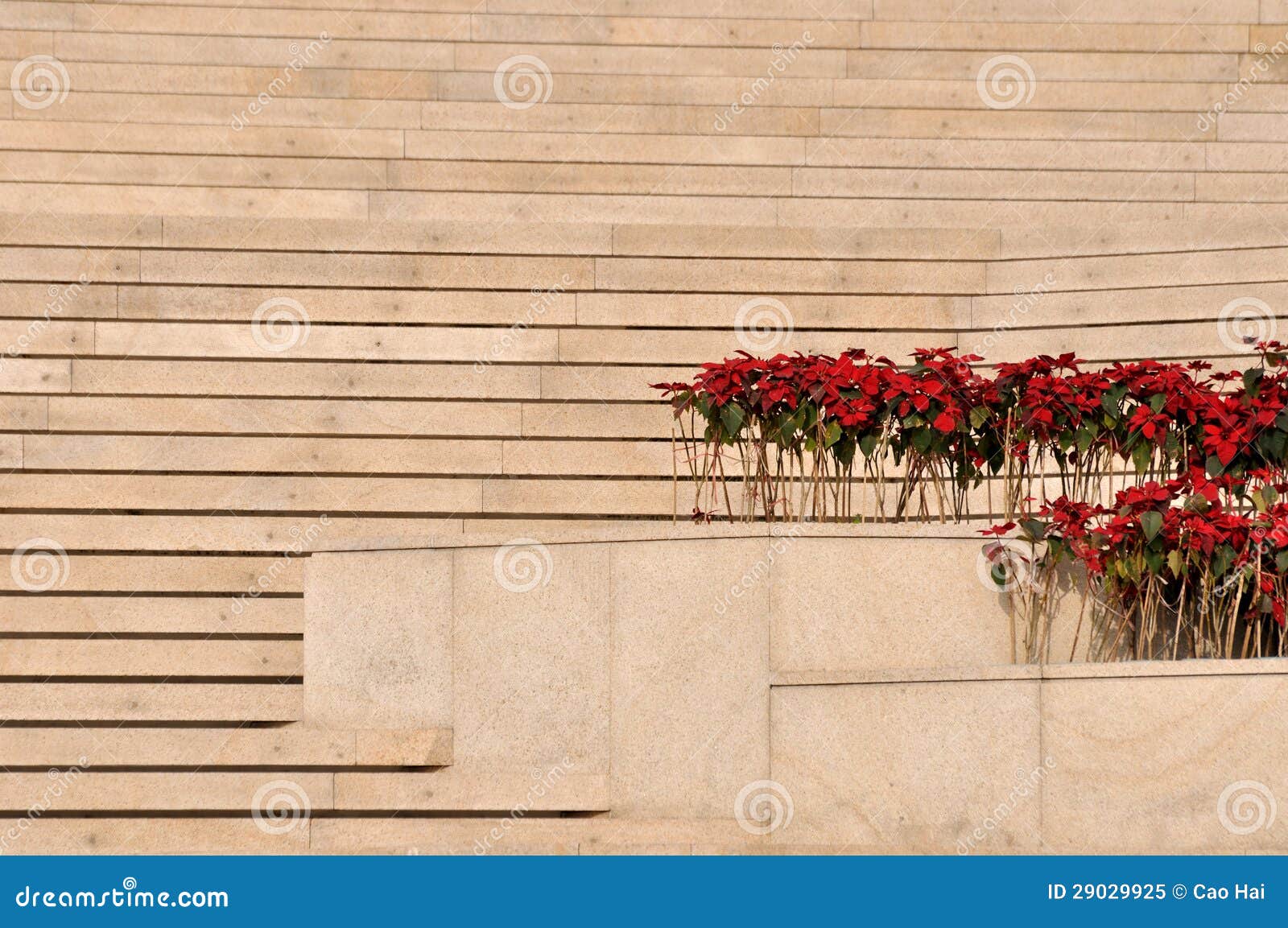 Layer Stage and Plant with Red Flower Stock Image - Image of ...