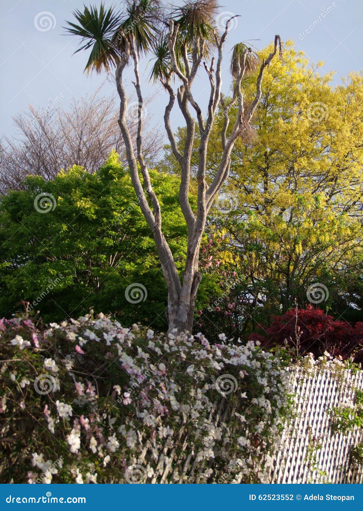 Layerd Hedge Generic Vegetation Stock Photo - Image of jasmine, tree ...