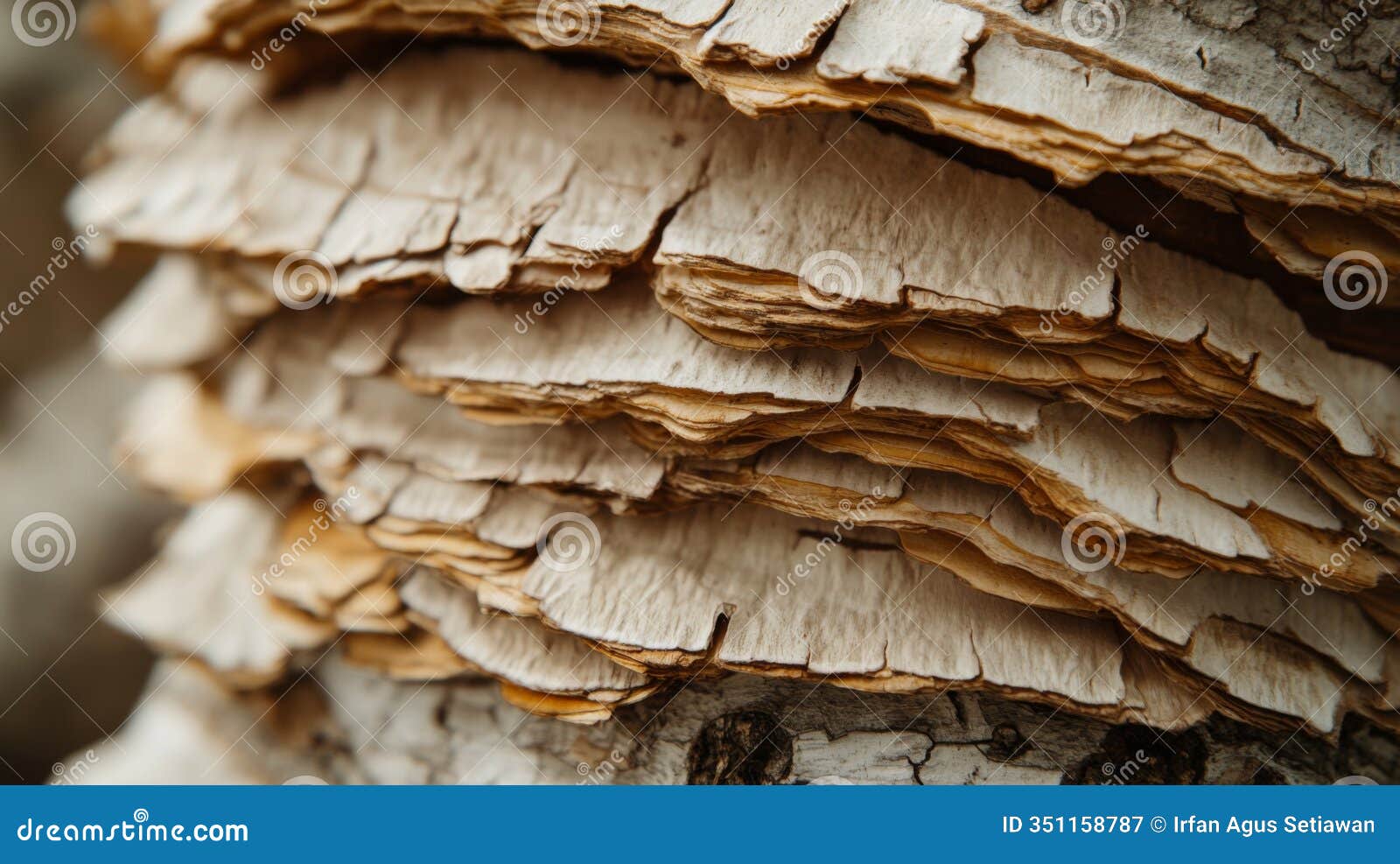Layered Birch Bark Texture Close Up Stock Illustration - Illustration ...