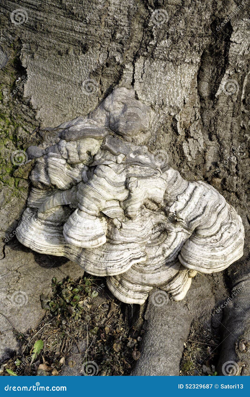 Layered Bracket Fungi on Tree Stock Image - Image of chicken ...