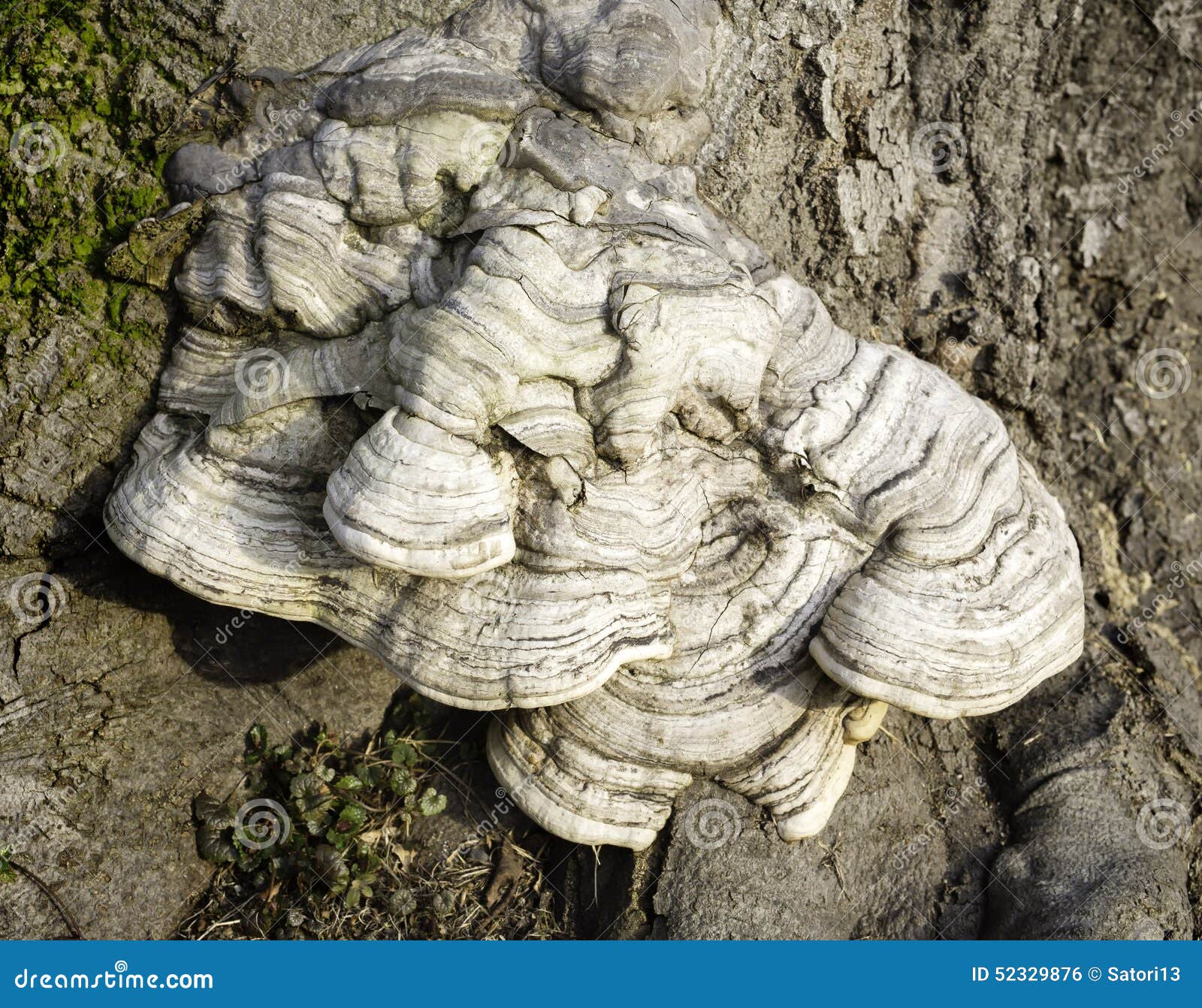 Layered Bracket Fungi on Tree Stock Photo - Image of cluster, growth ...