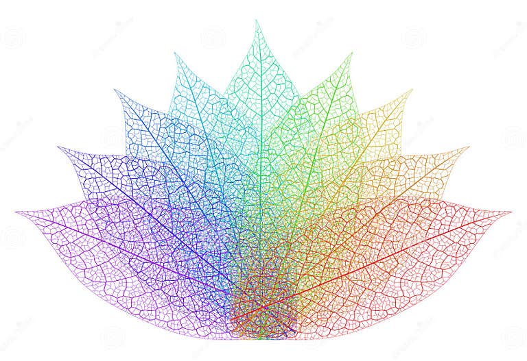 Vector Illustration Outline of a Flower Pattern Composed of Leaf Veins with Different Colors ...