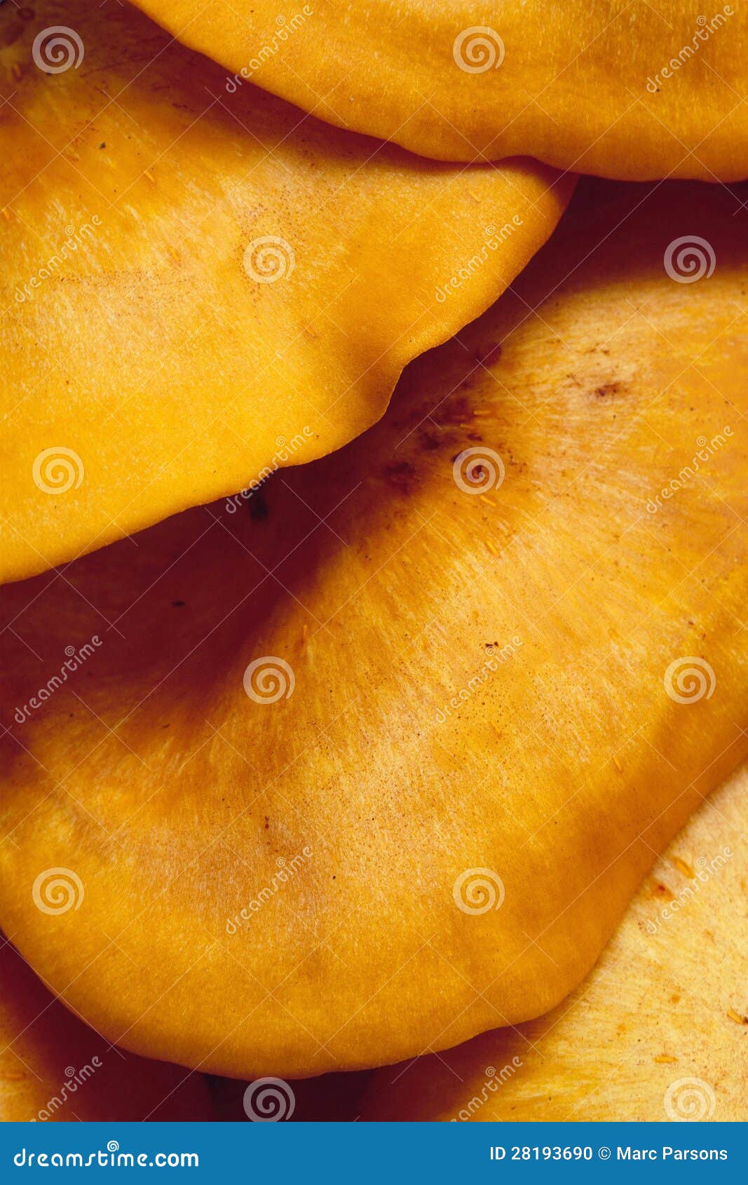 Layered Orange Fungus stock photo. Image of plants, layer - 28193690
