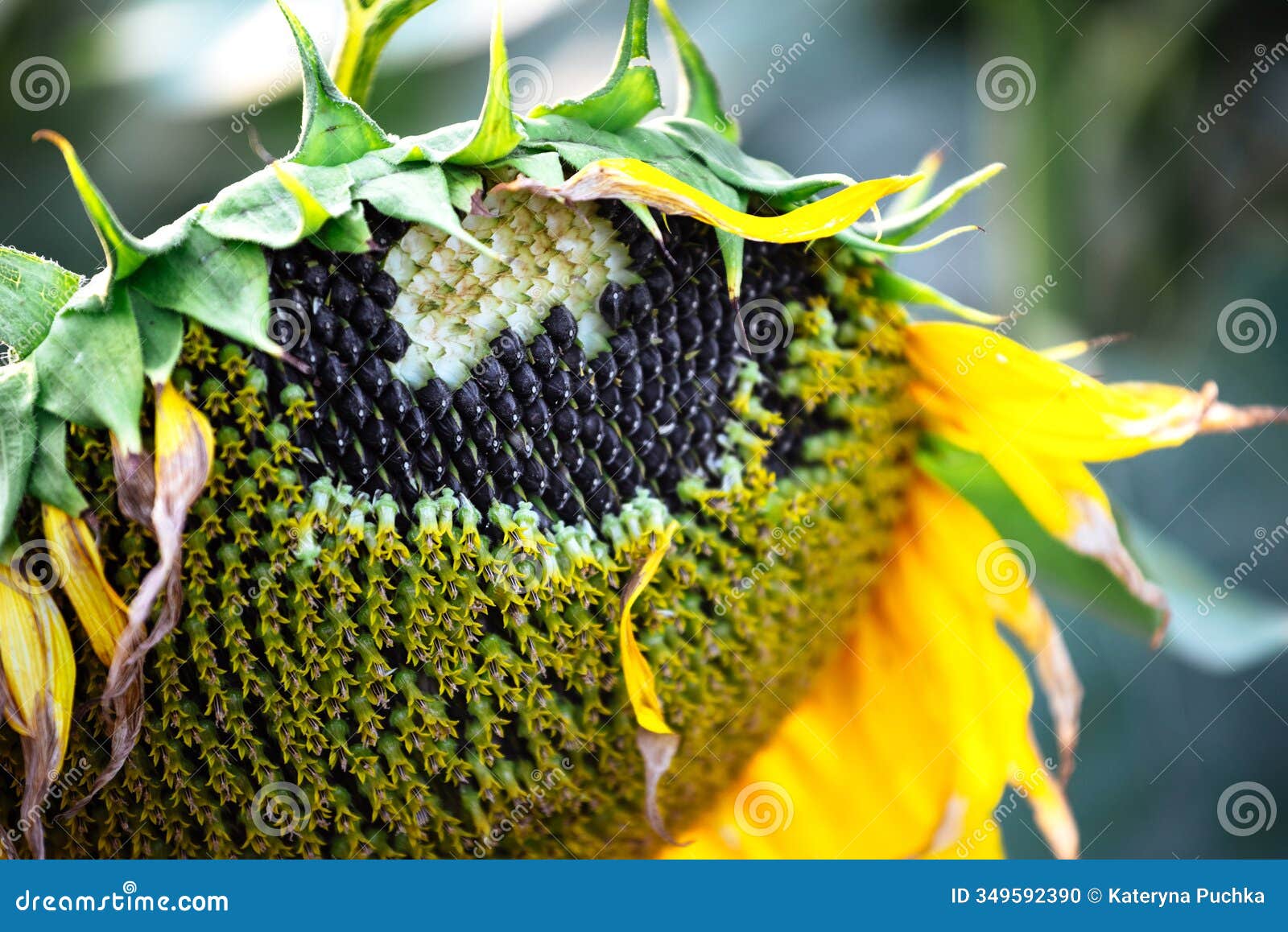 Layered Structure of a Sunflower Head Close-up Stock Photo - Image of ...